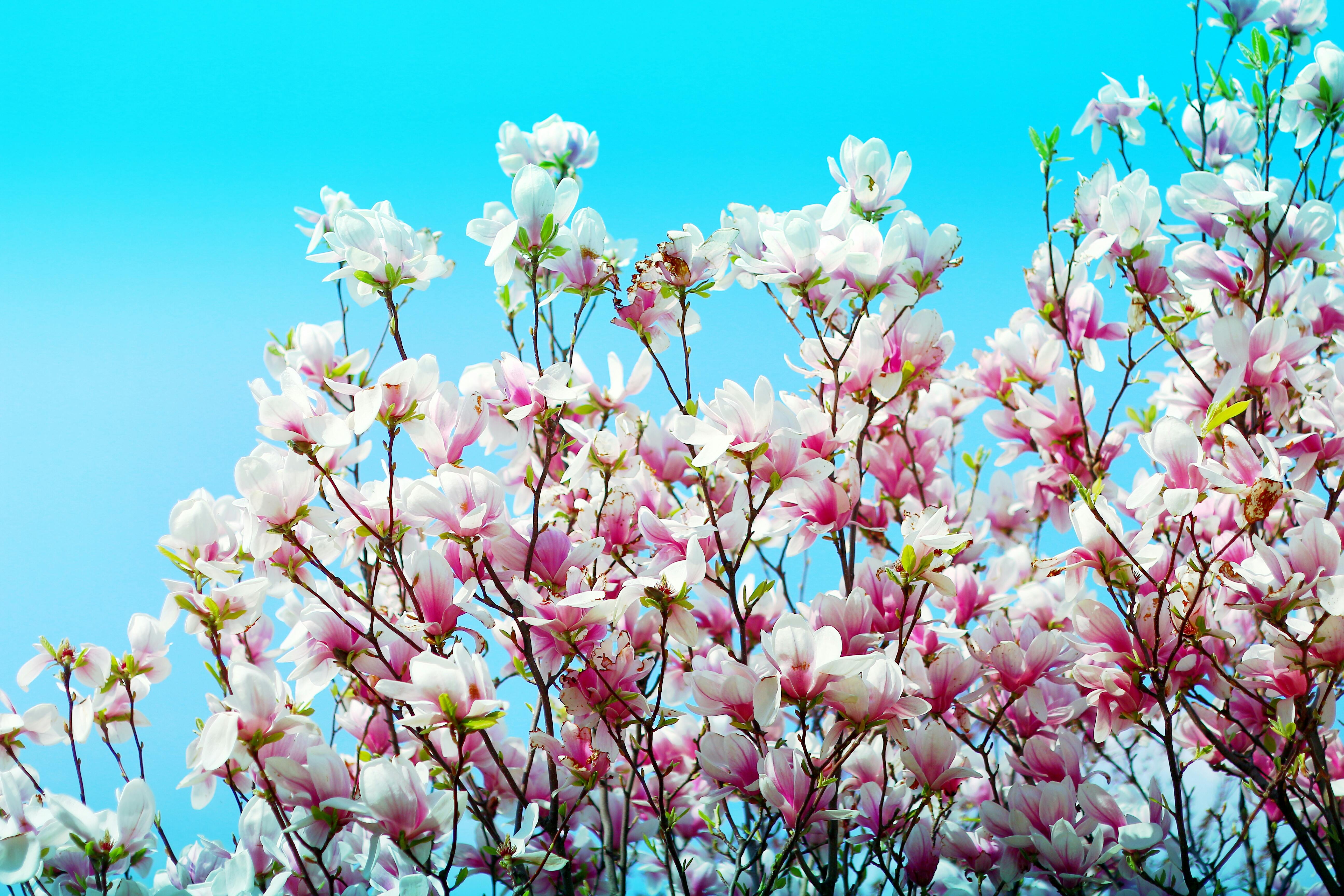 White and Pink Flowers · Free Stock Photo