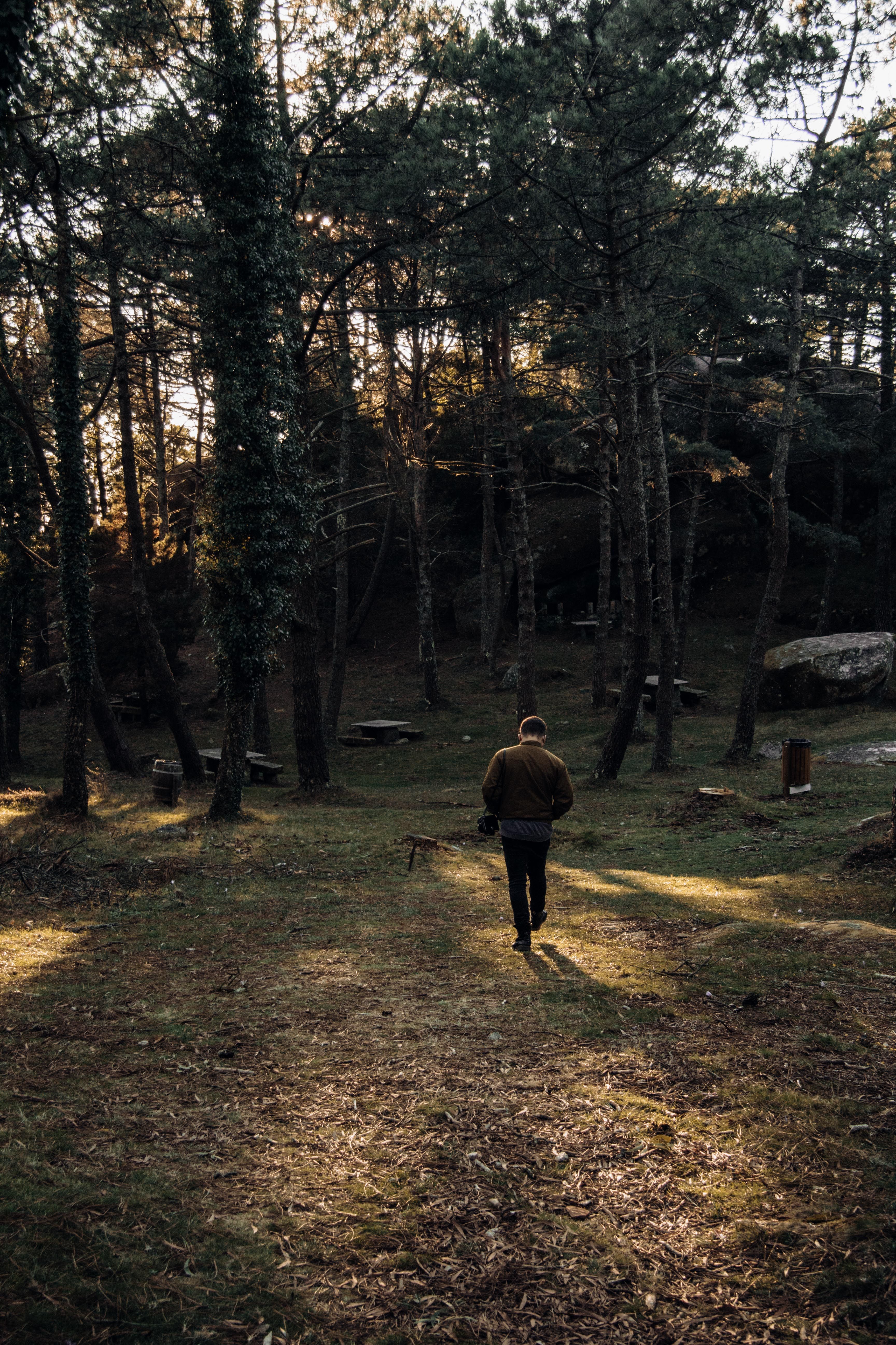 Foto de stock gratuita sobre @al aire libre, arboles, autumn mood ...