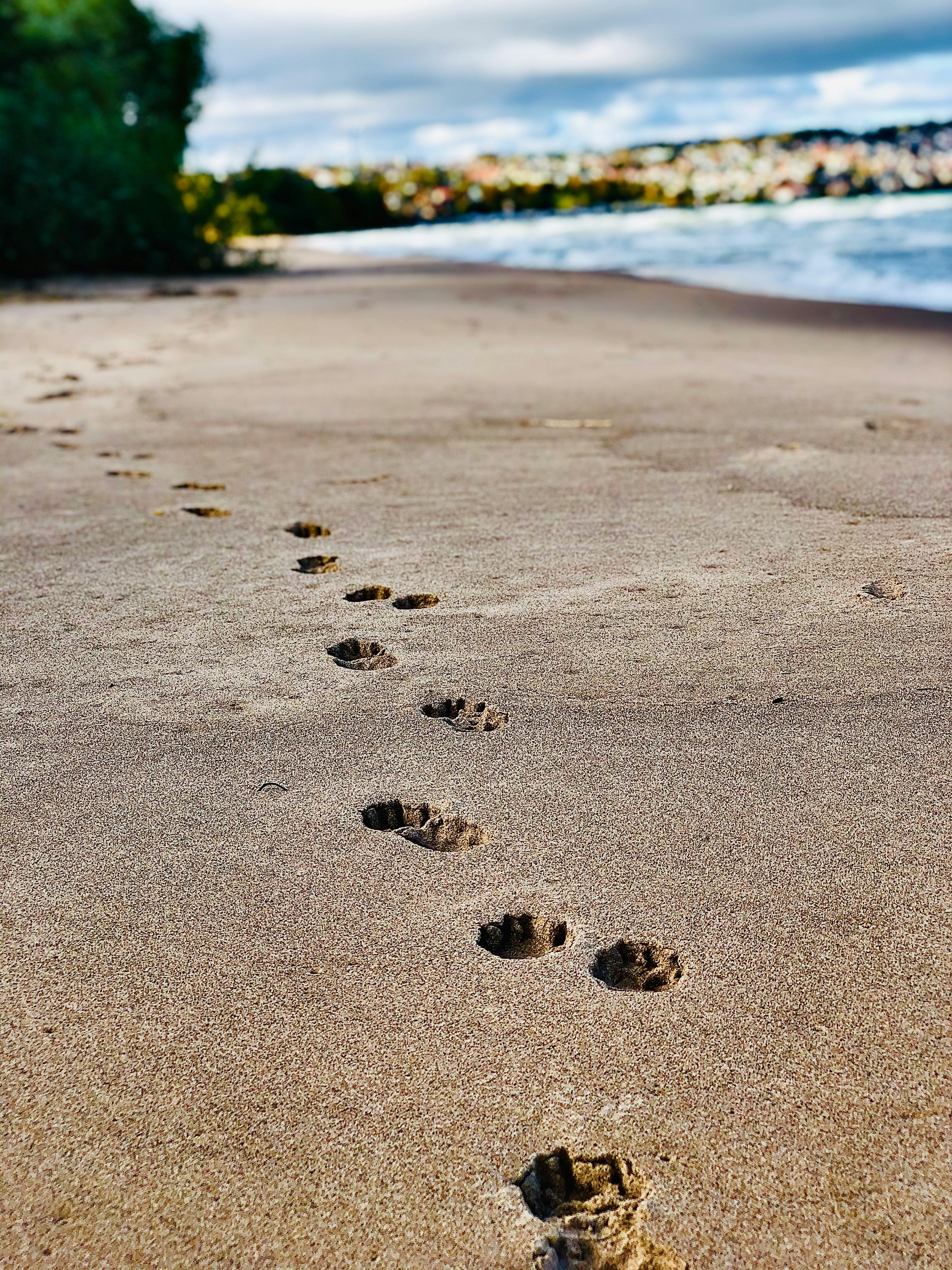 Tracking Animals Photos, Download The BEST Free Tracking Animals Stock ...