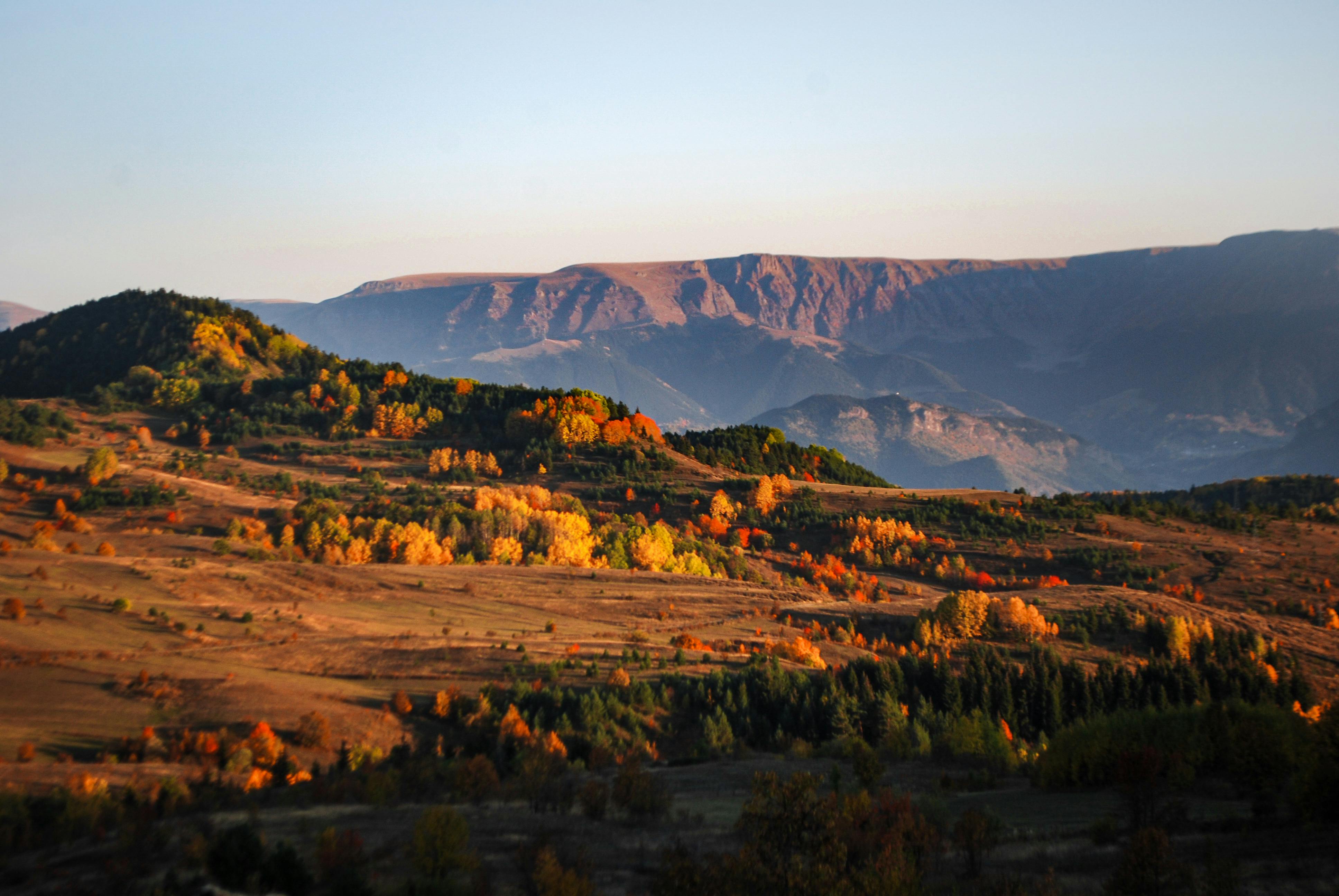 Photo of Trees and Mountain · Free Stock Photo