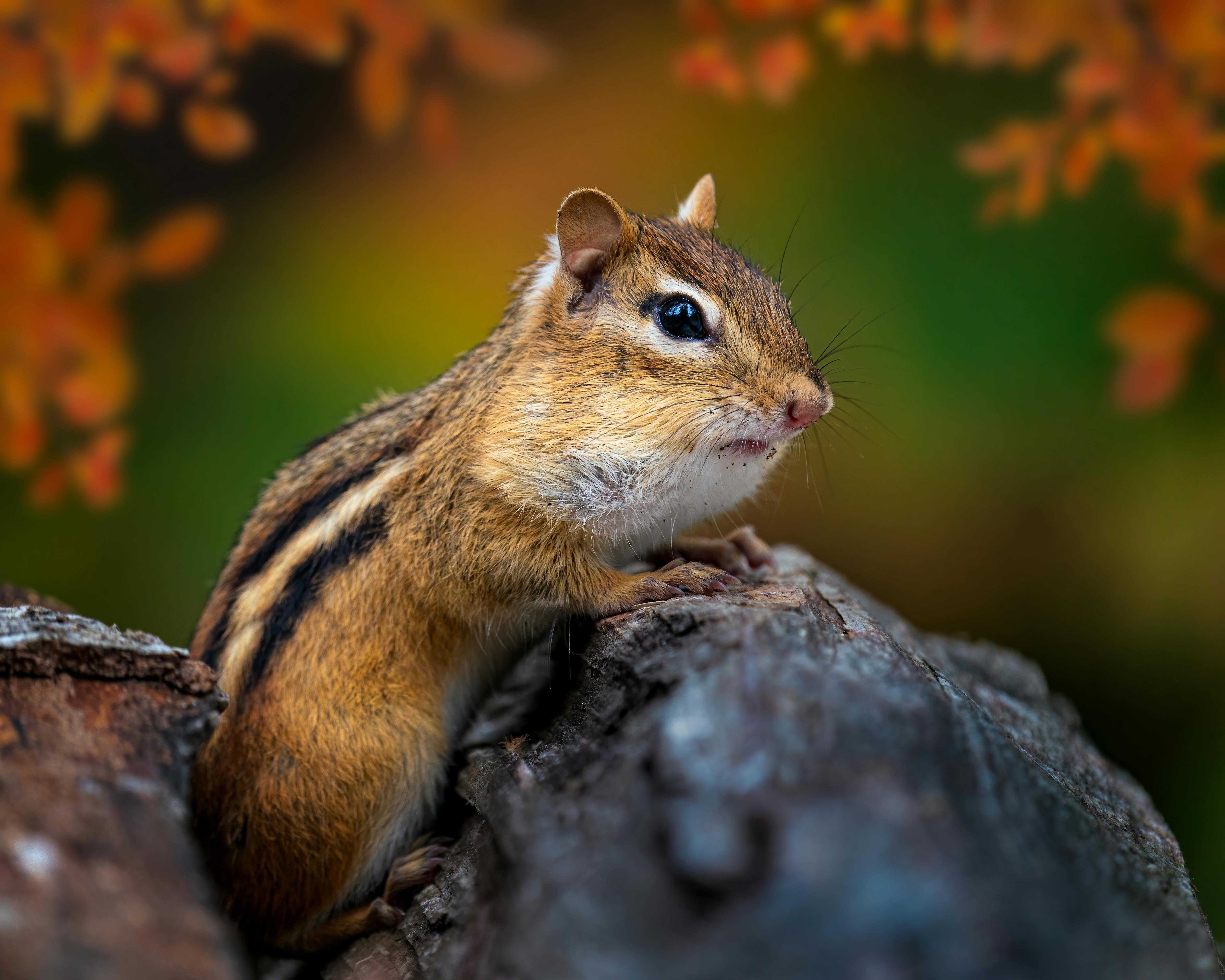 Chipmunk with stripes on fur on wood in nature · Free Stock Photo