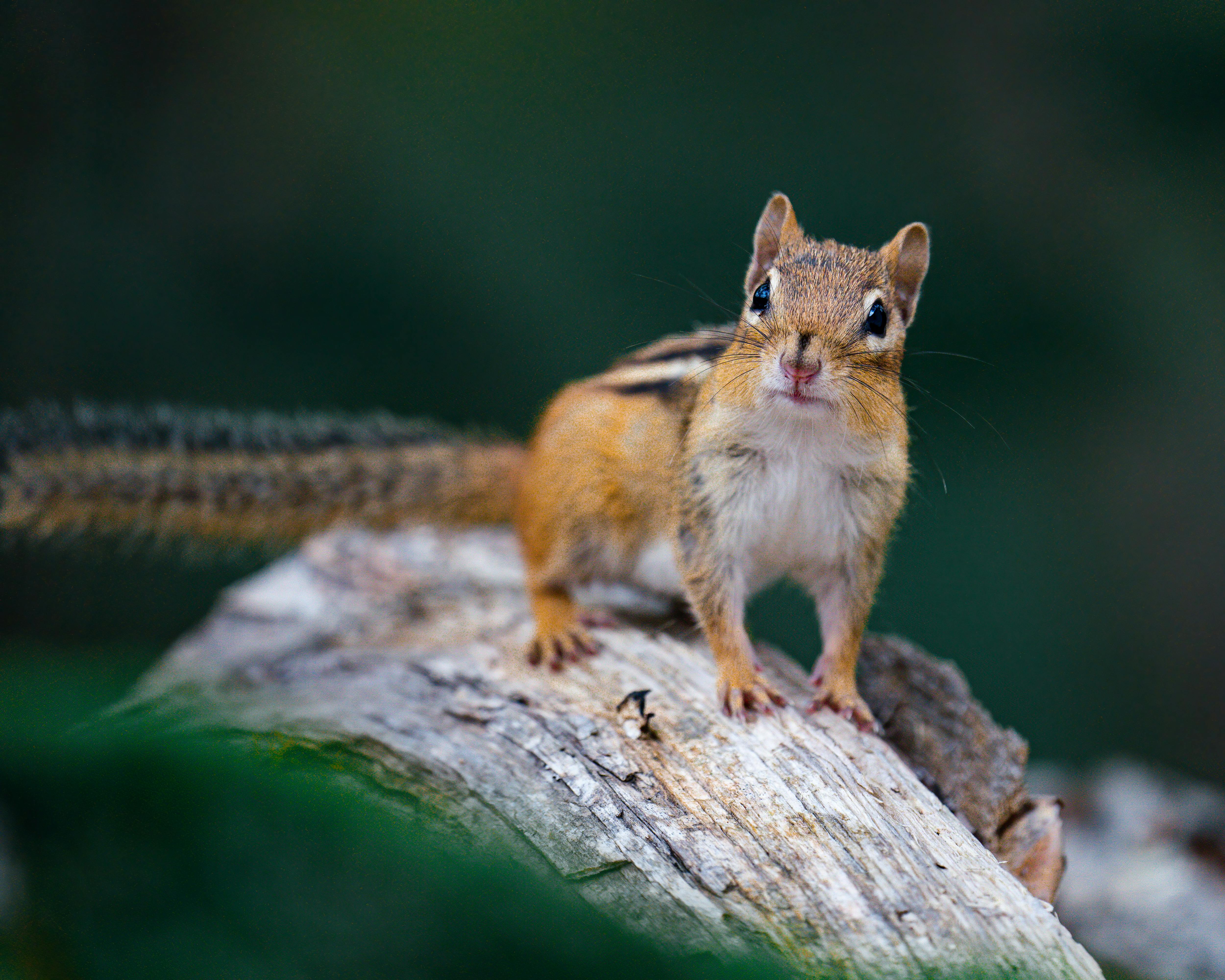 Cute chipmunk with long tail sitting on trunk · Free Stock Photo
