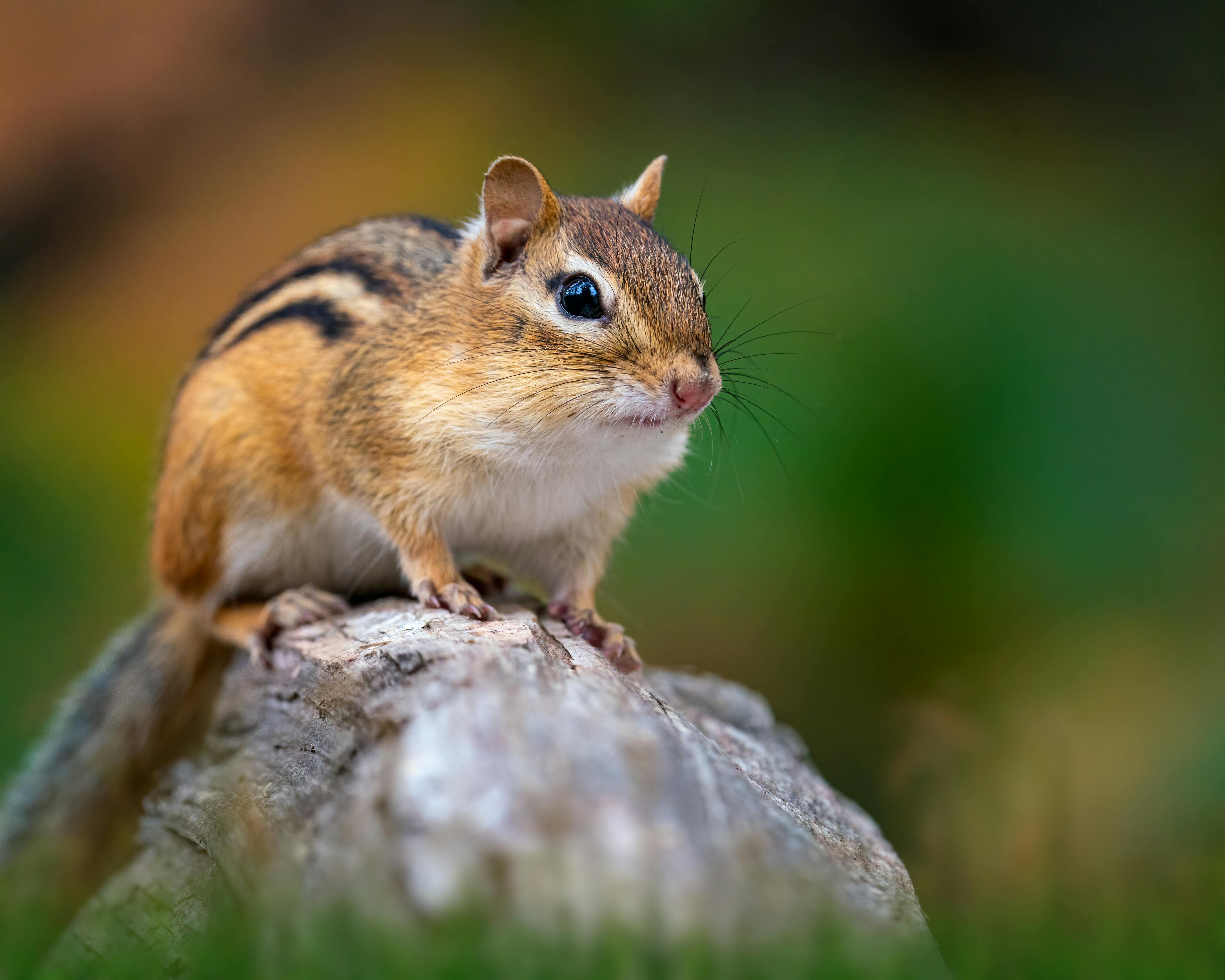 Chipmunk with fluffy fur on green moss · Free Stock Photo