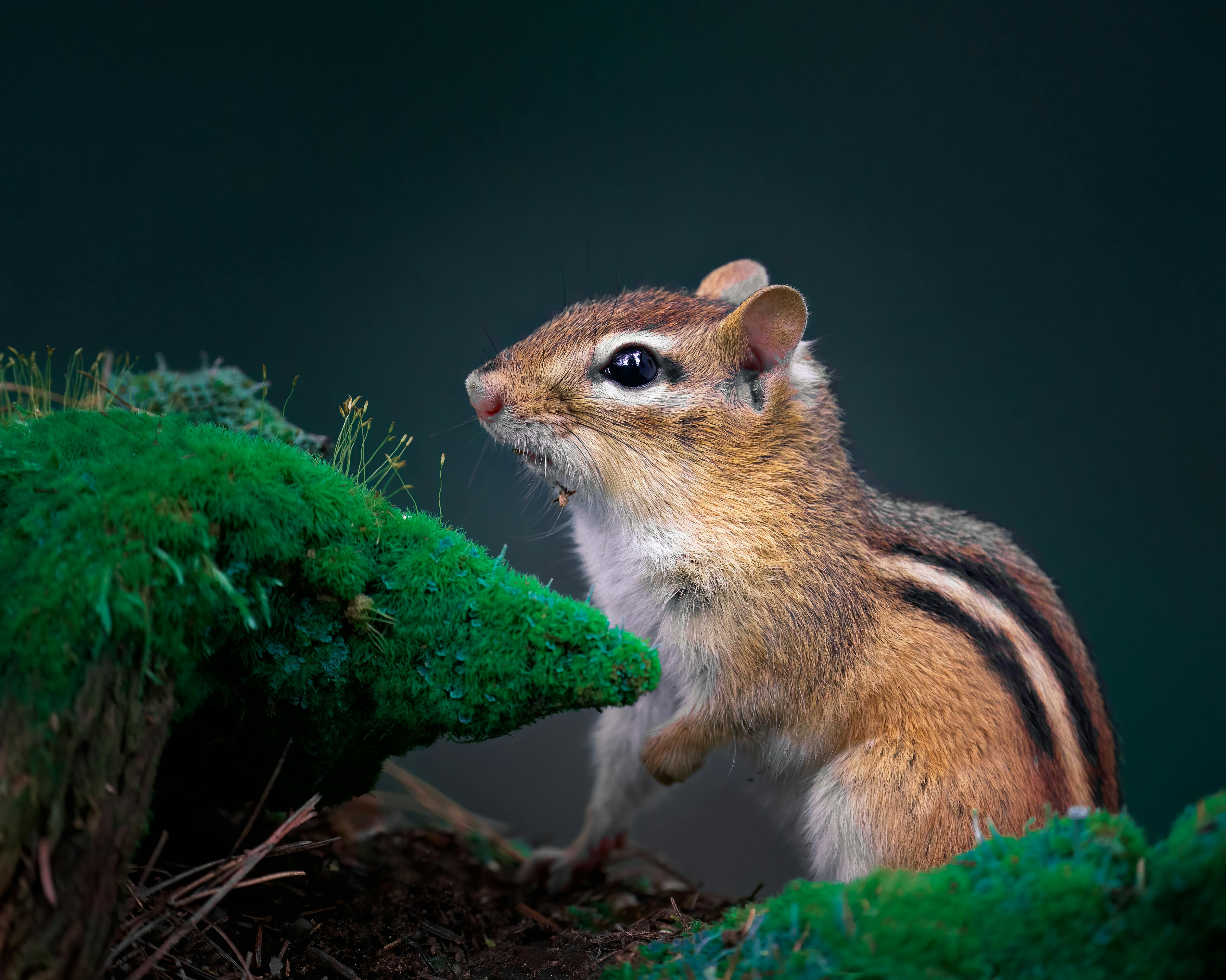 Adorable fluffy chipmunk looking at camera curiously in zoo park · Free ...