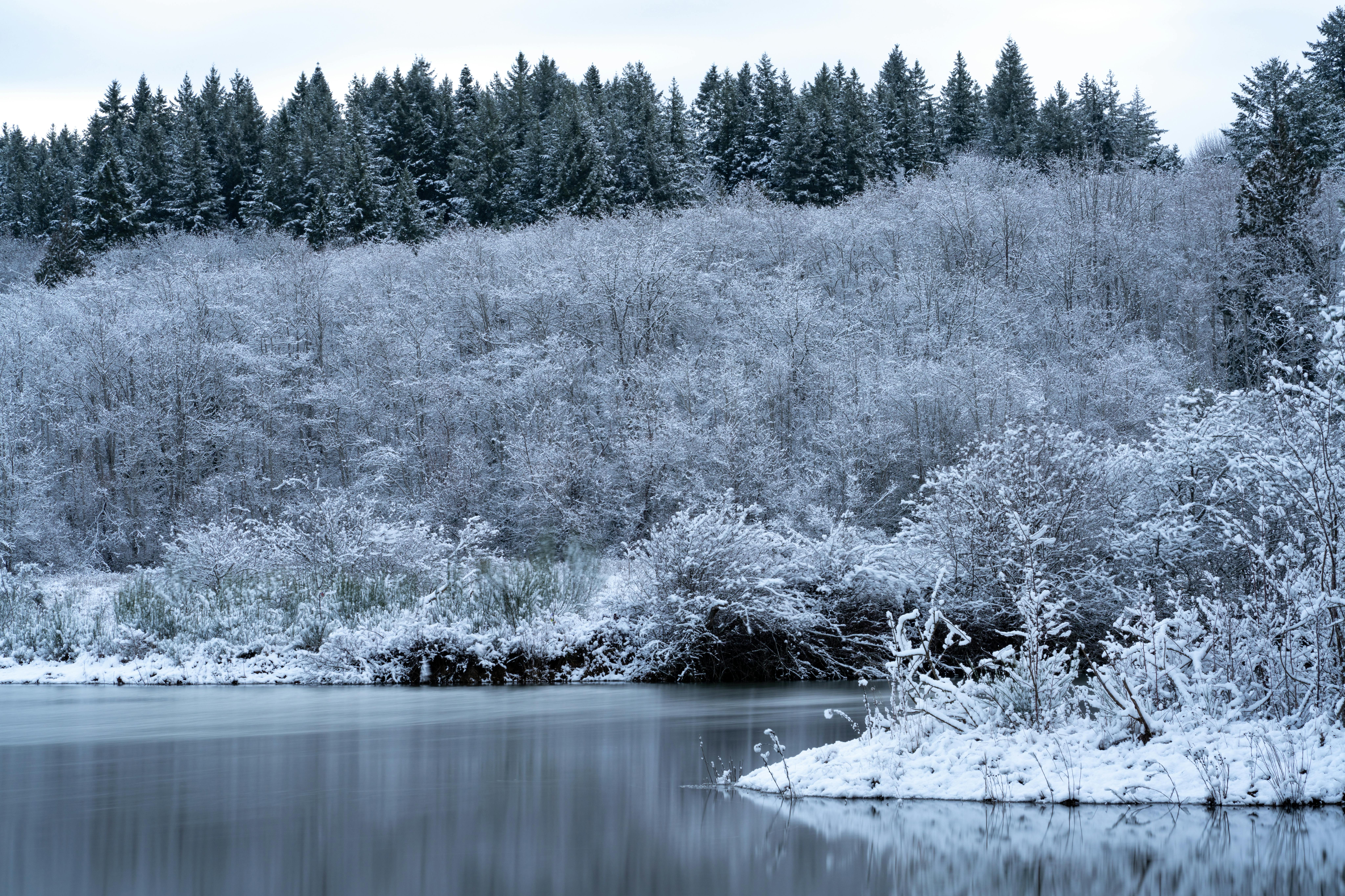 Snow Covered Trees Near Body of Water · Free Stock Photo