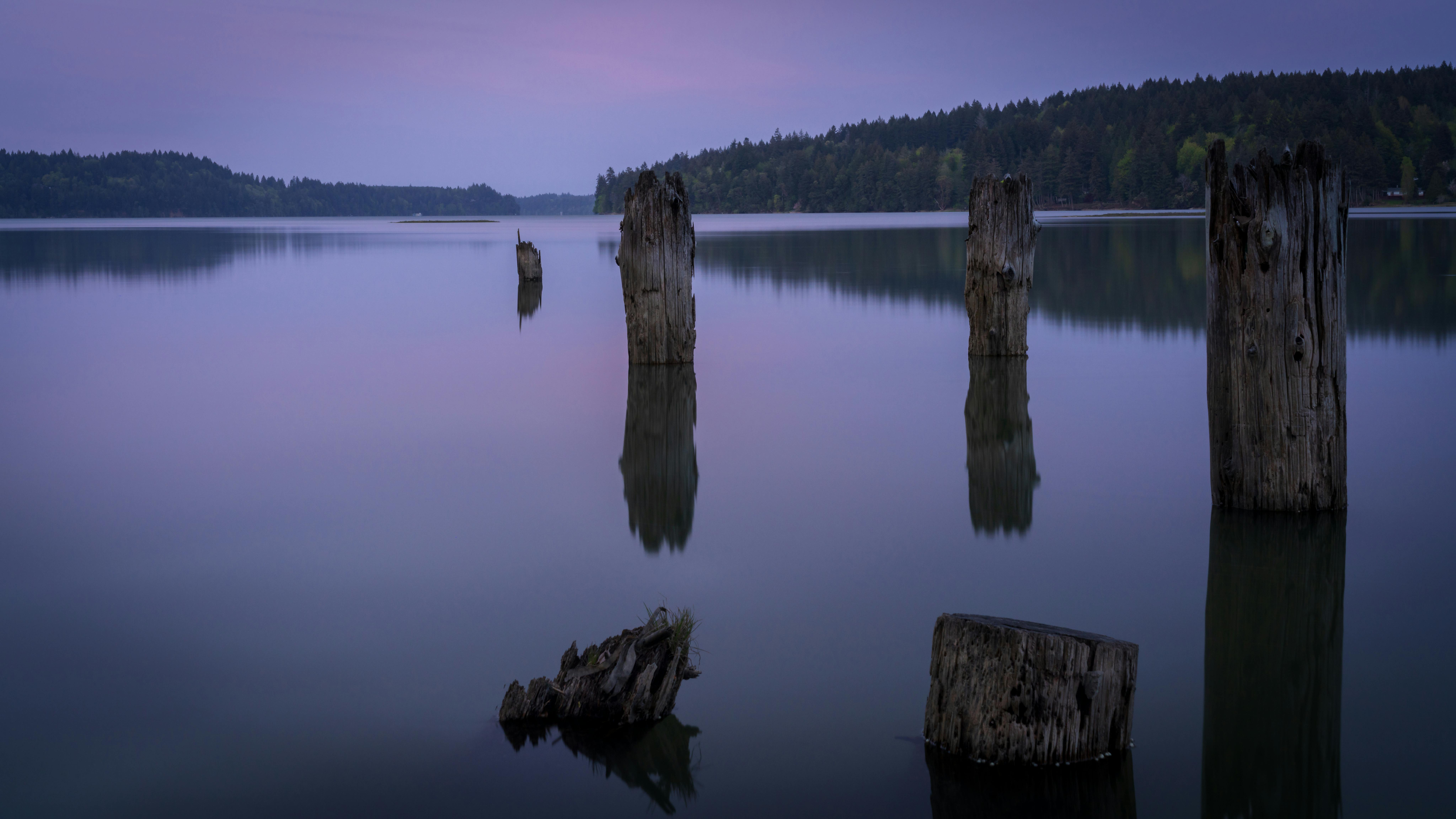 Tree Logs on Lake · Free Stock Photo