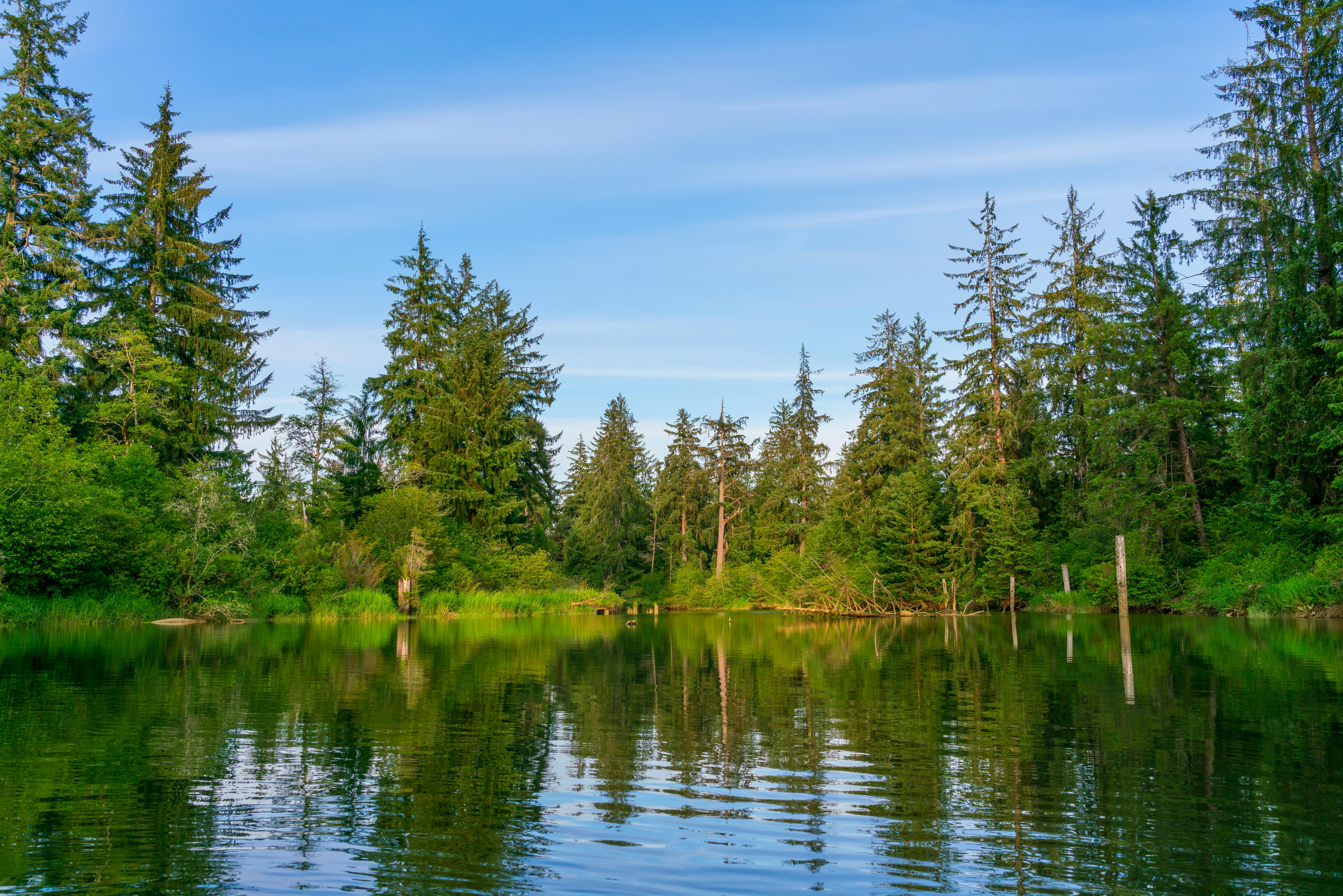 Trees on Lakeshore · Free Stock Photo