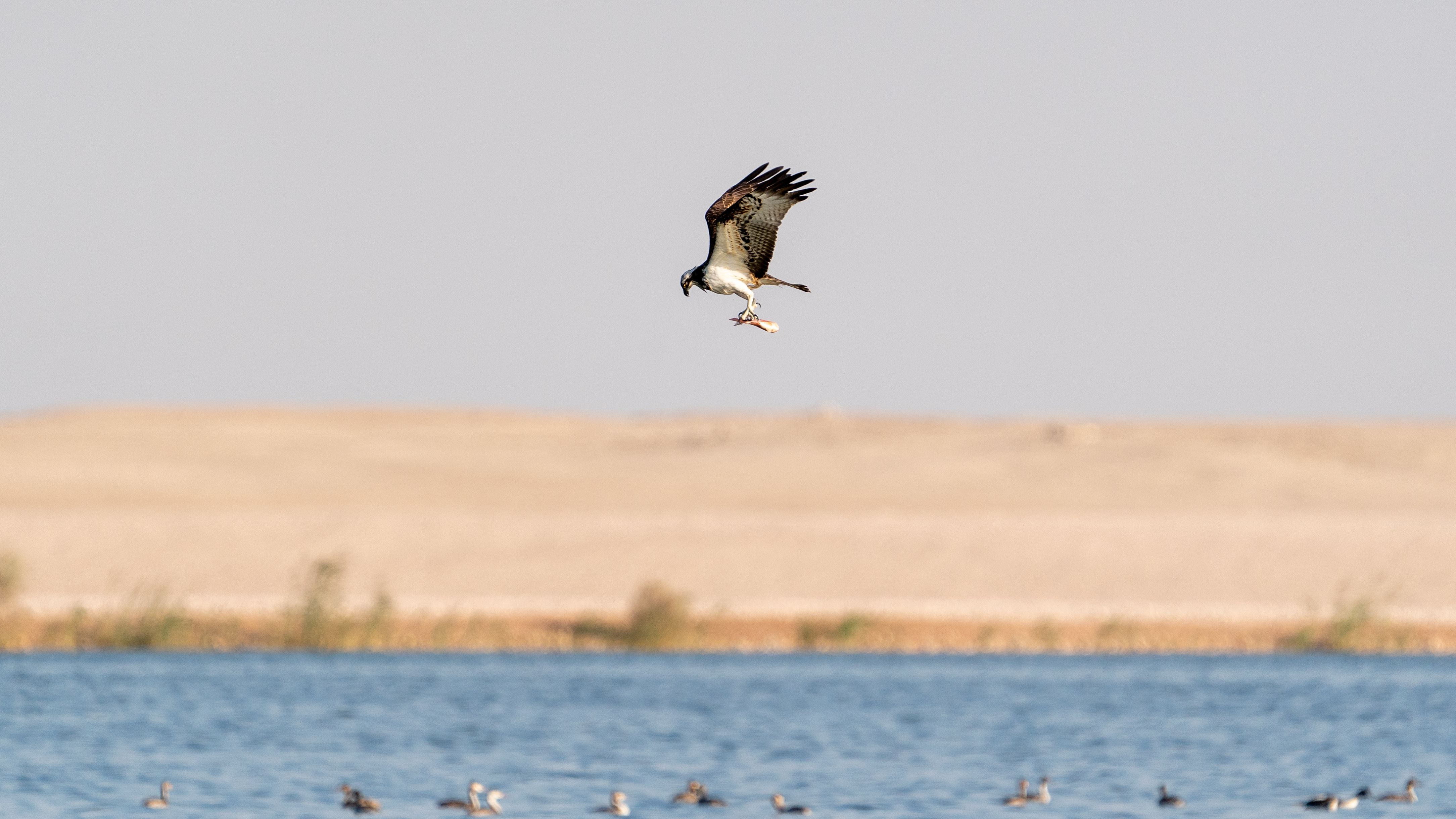 Osprey flying above blue river under cloudless sky in daytime · Free ...