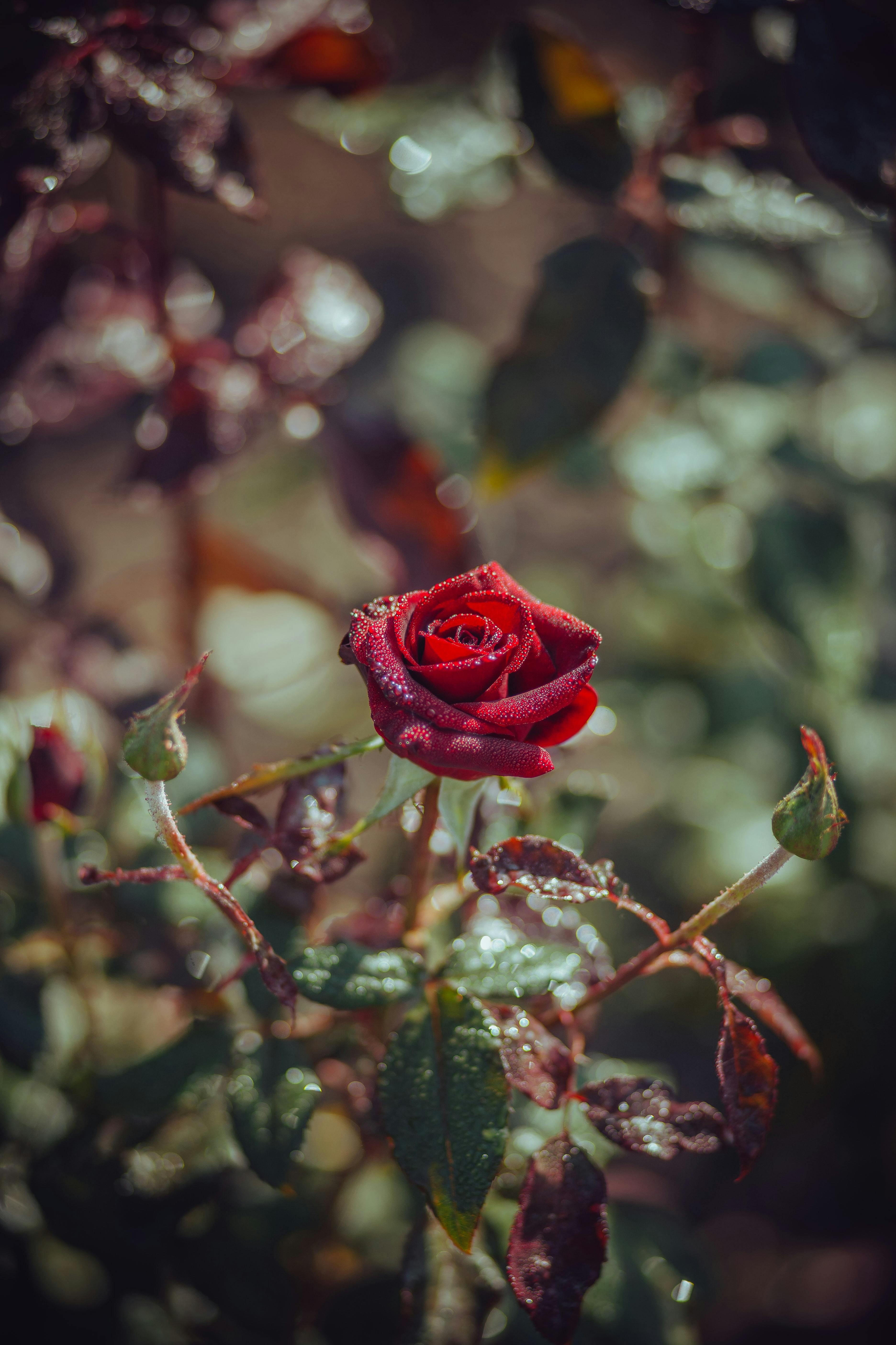 Blossoming red rose on shrub in summertime · Free Stock Photo