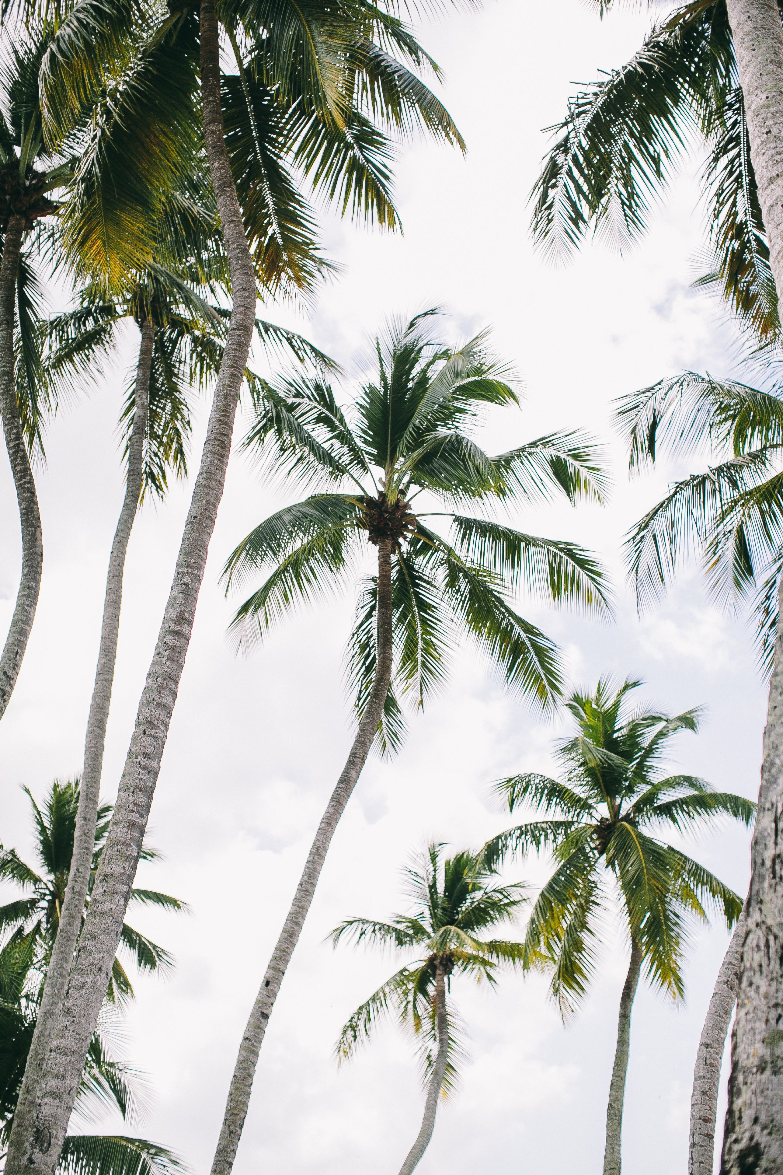 A Tall Coconut Tree · Free Stock Photo
