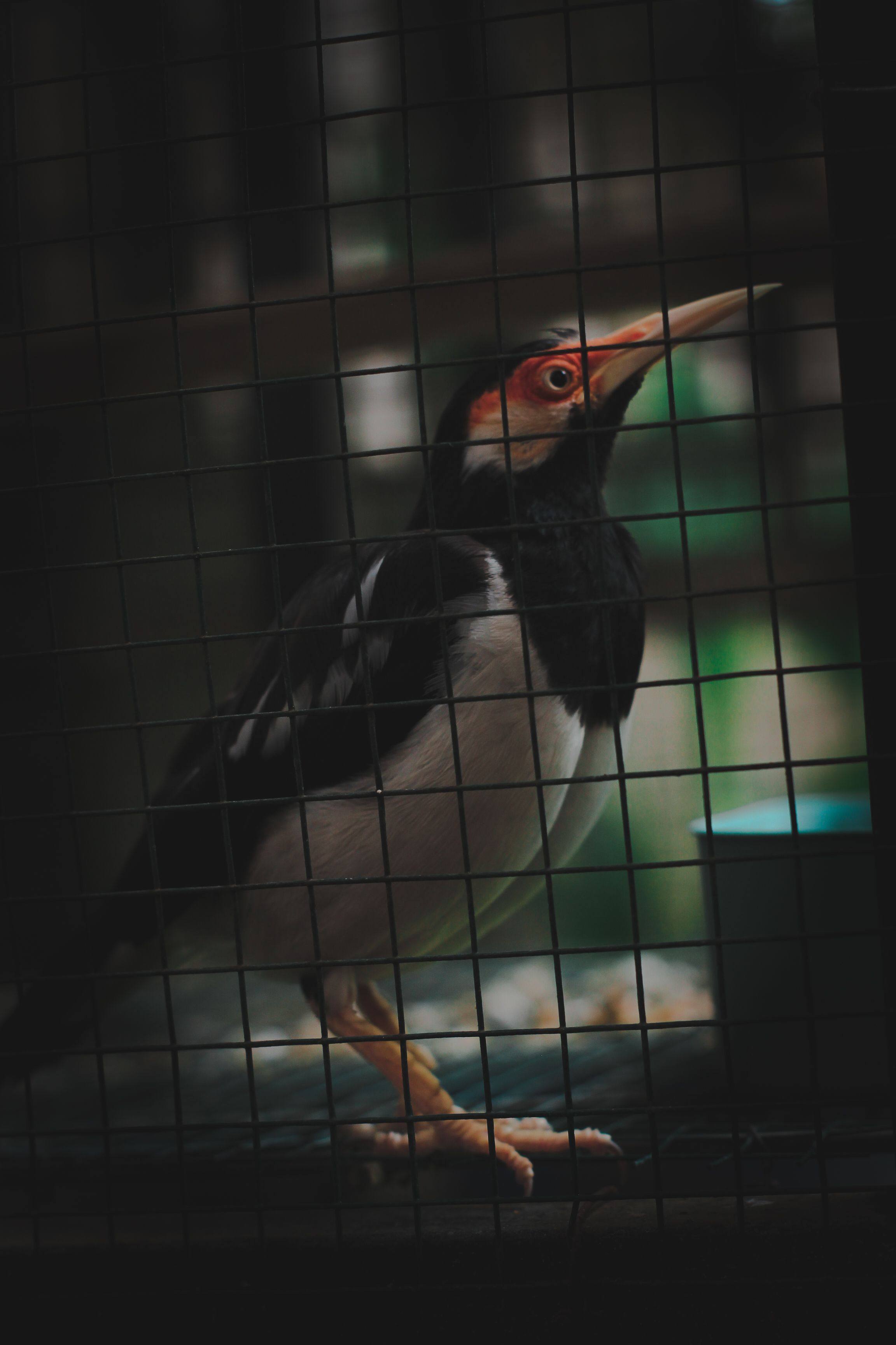 Close Up Of Rooster Free Stock Photo