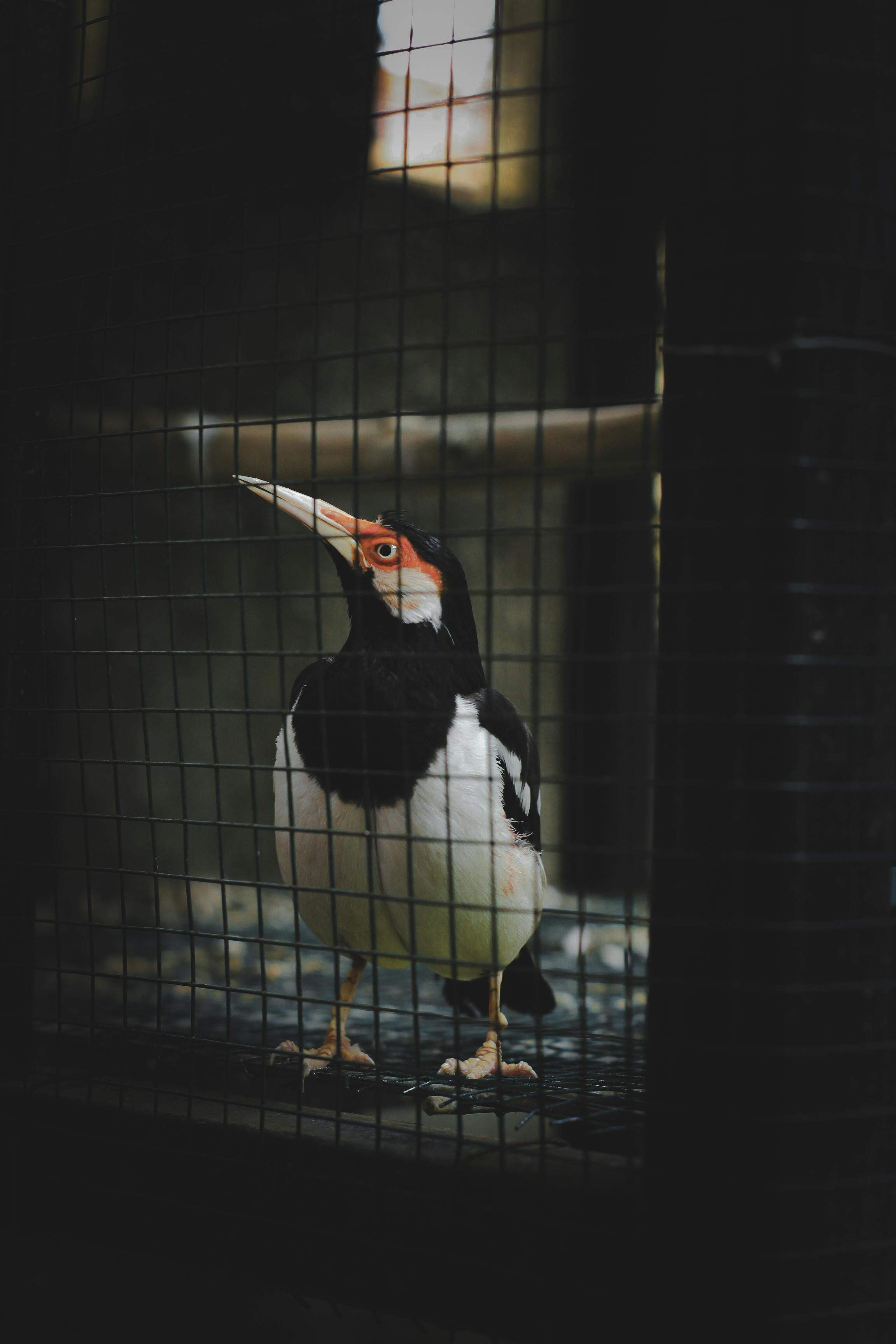 Captivity Photos, Download The BEST Free Captivity Stock Photos & HD Images