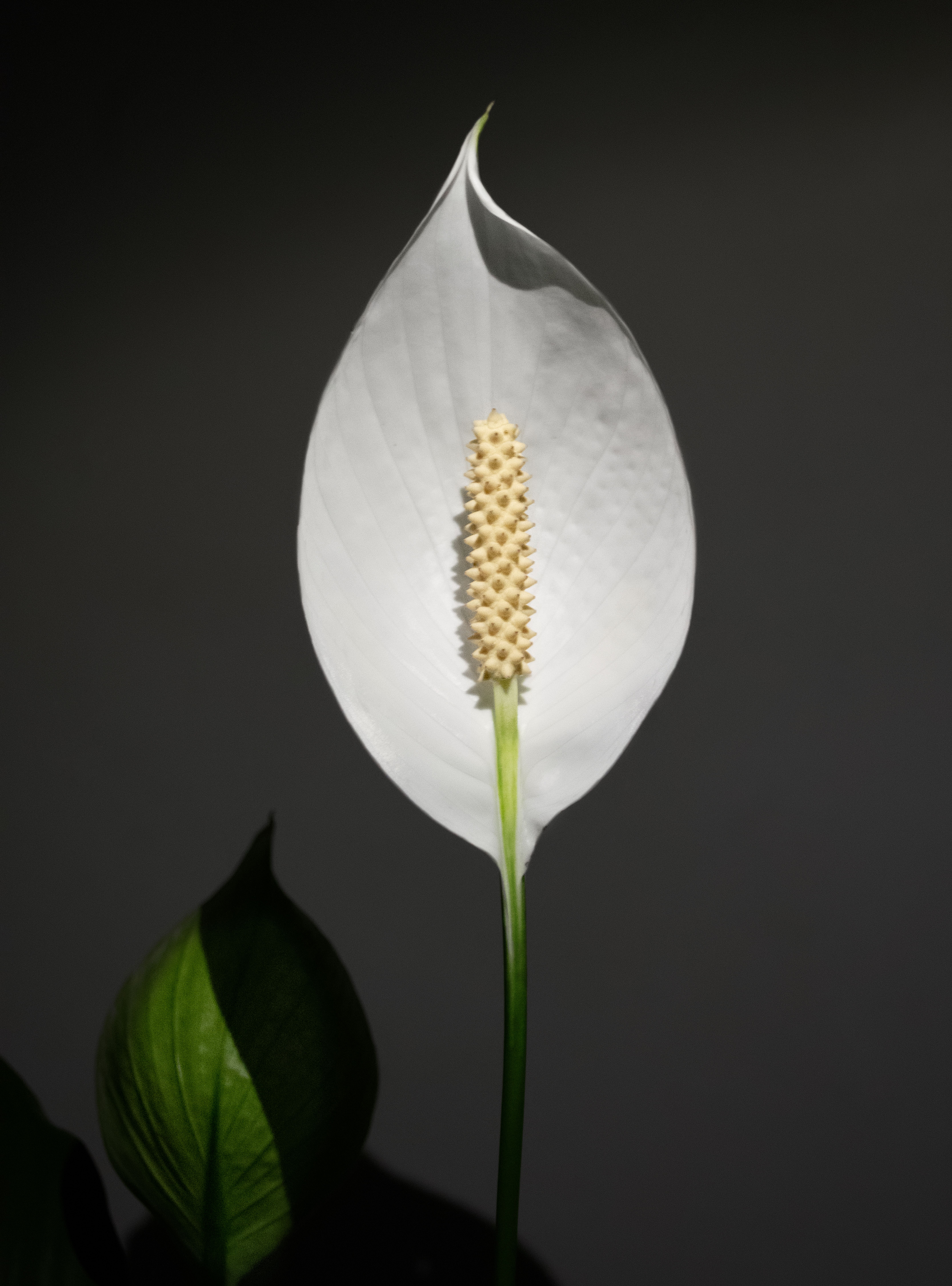 An Anthurium Flower · Free Stock Photo