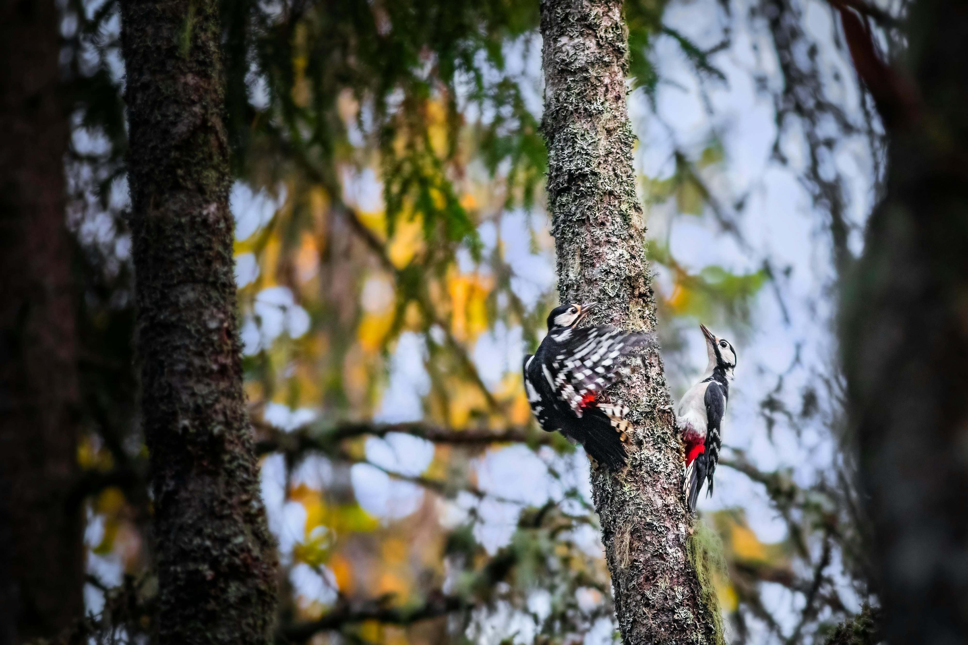Photo of Great Spotted Woodpeckers on a Tree · Free Stock Photo