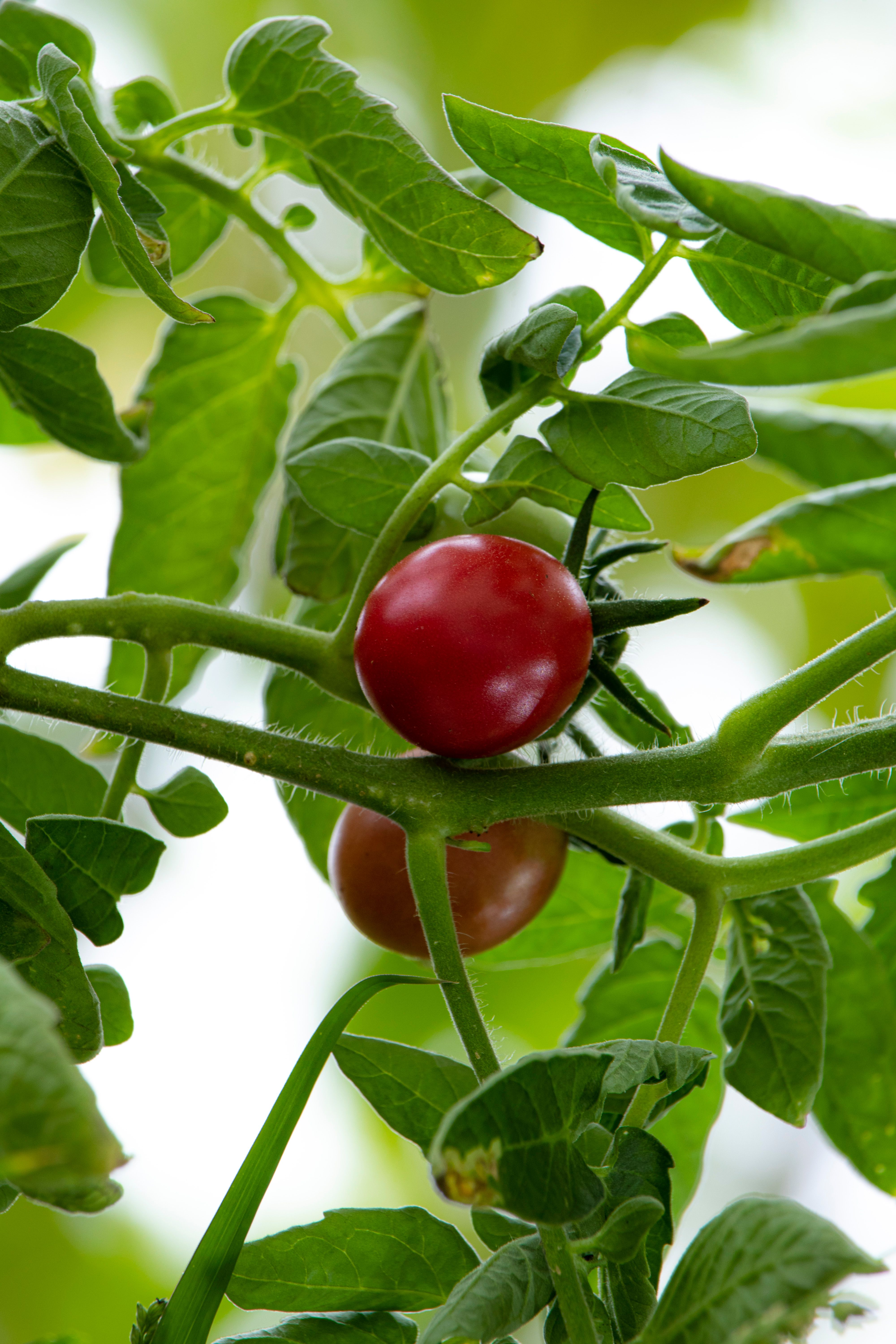 Red Tomato on a Stem with Green Leaves · Free Stock Photo