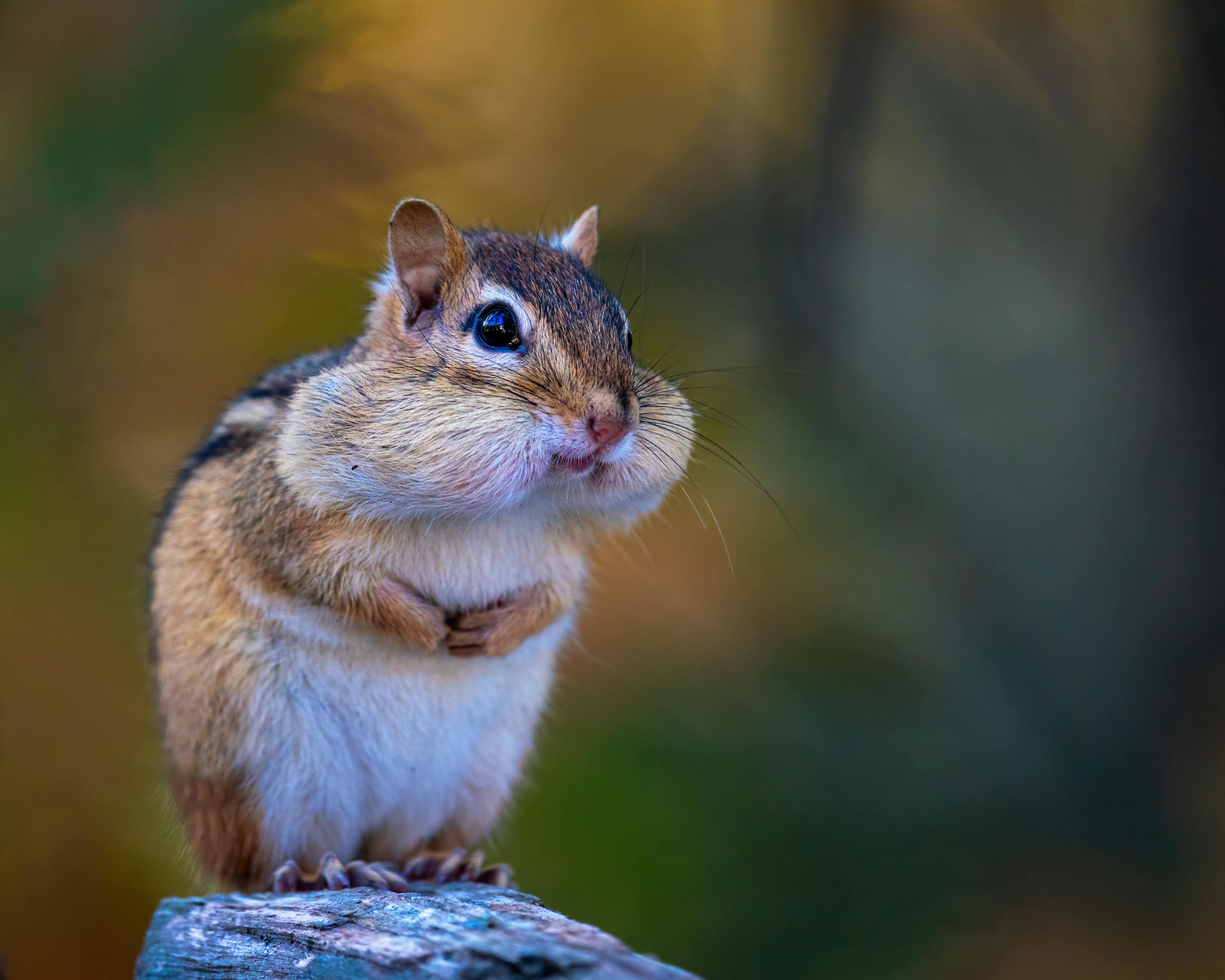 Adorable chipmunk stuffing peanut in mouth · Free Stock Photo