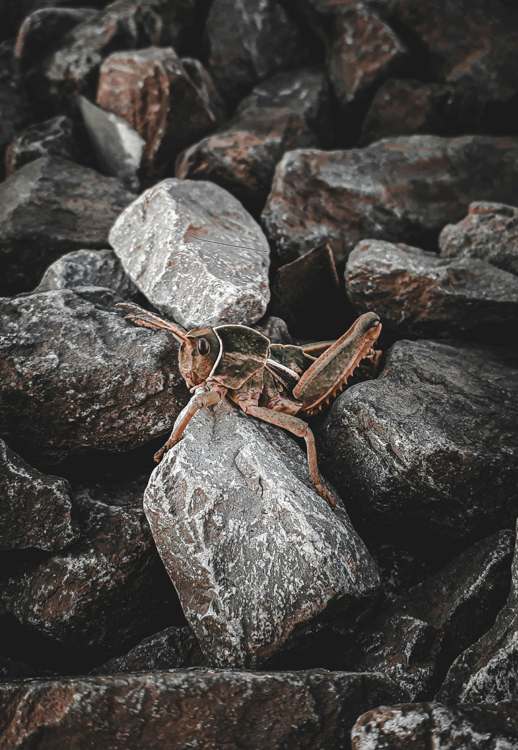 1+ Fotos y Imágenes de Pamphagidae Gratis · Banco de Fotos Gratis