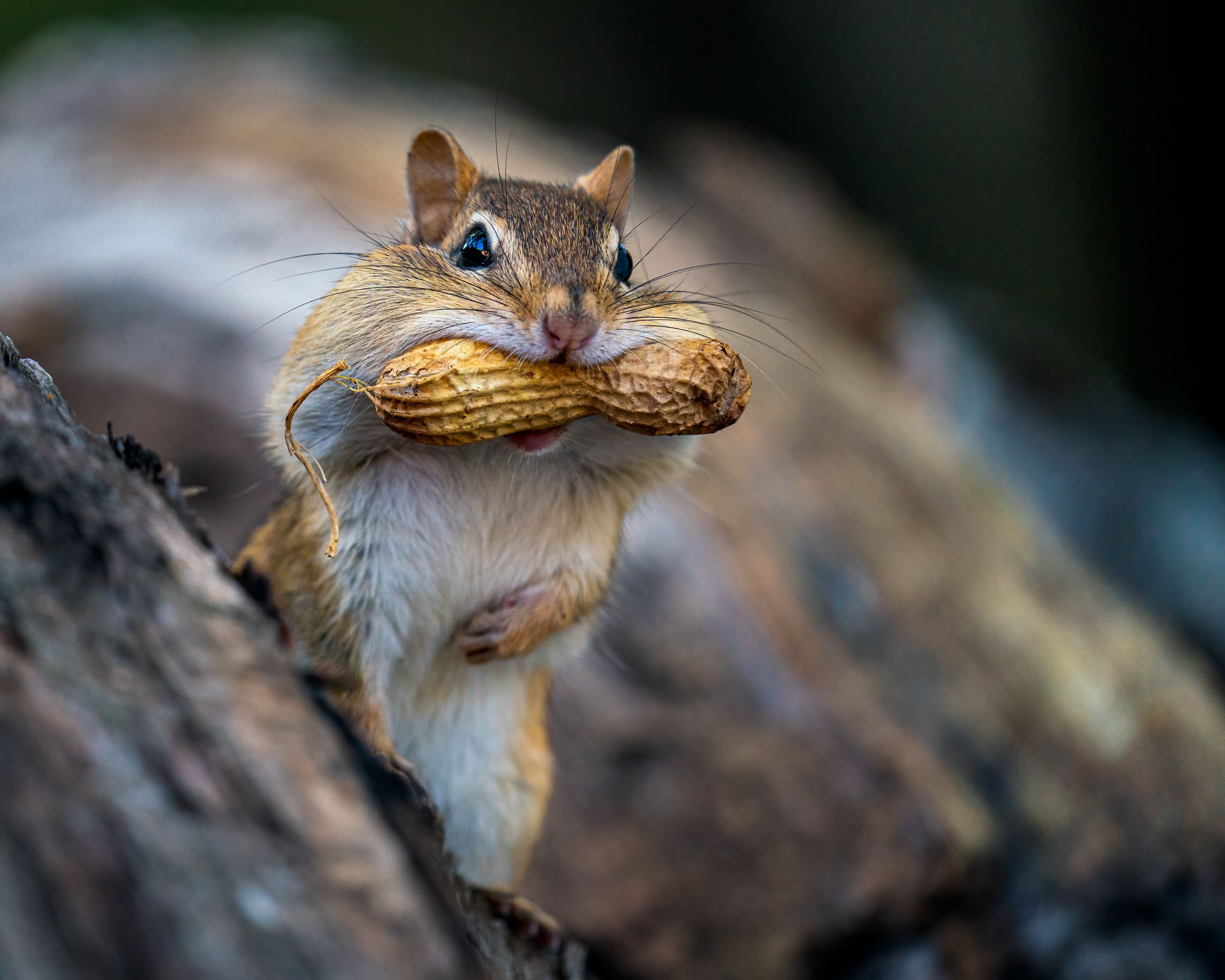 200+ Best Peanut Photos · 100% Free Download · Pexels Stock Photos