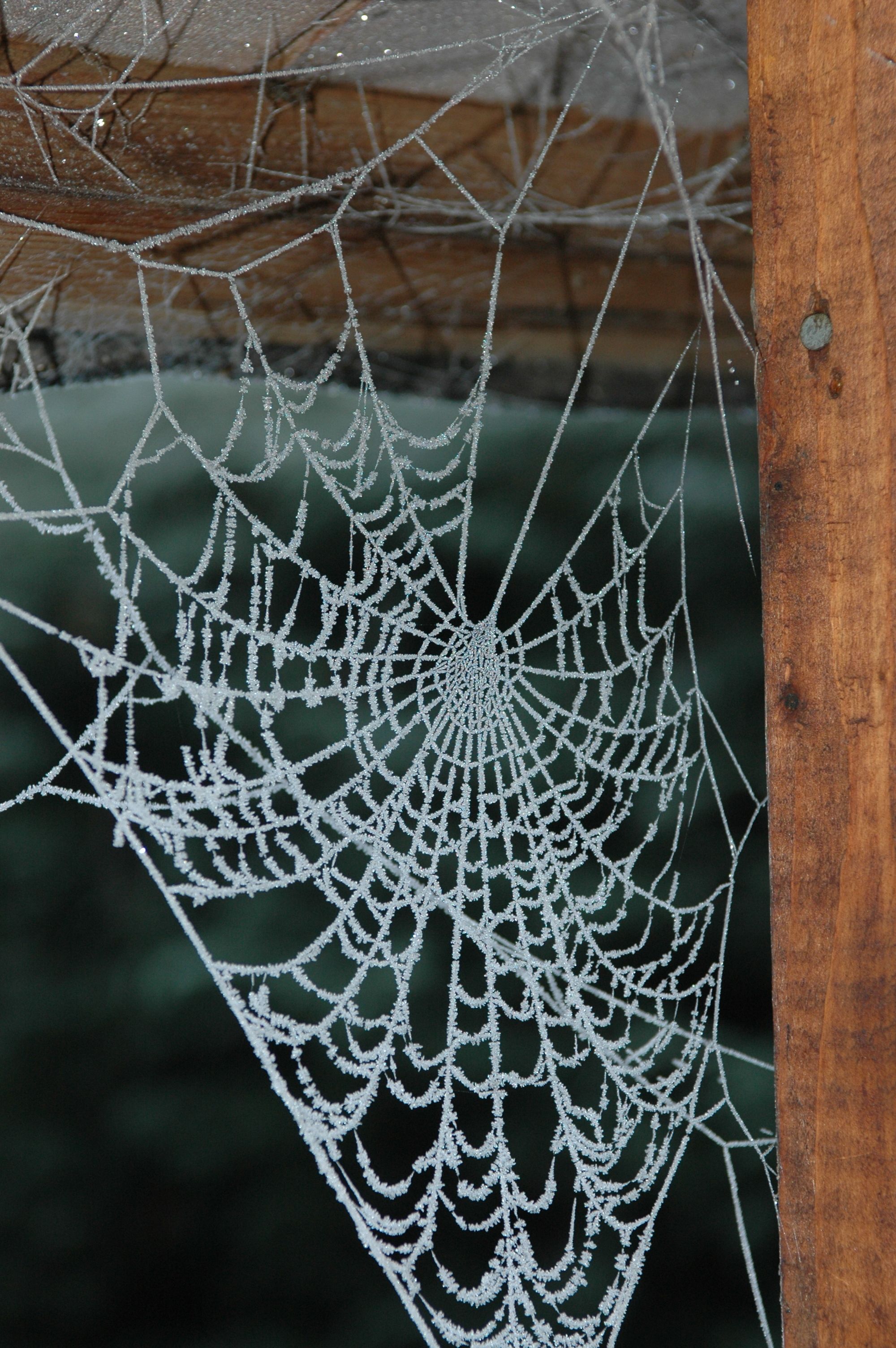 Close Up Photo of a Spider · Free Stock Photo