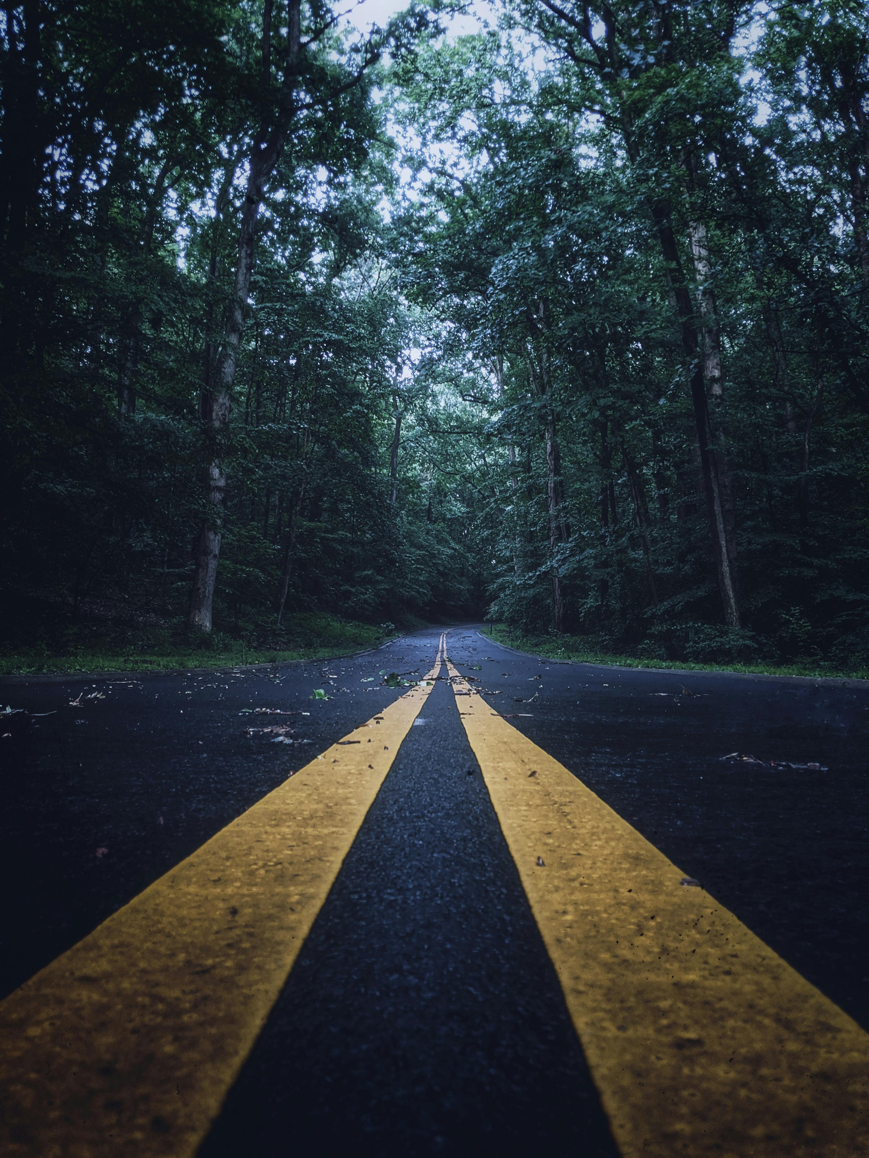 Low Angle Shot of an Asphalt Road Between Trees · Free Stock Photo