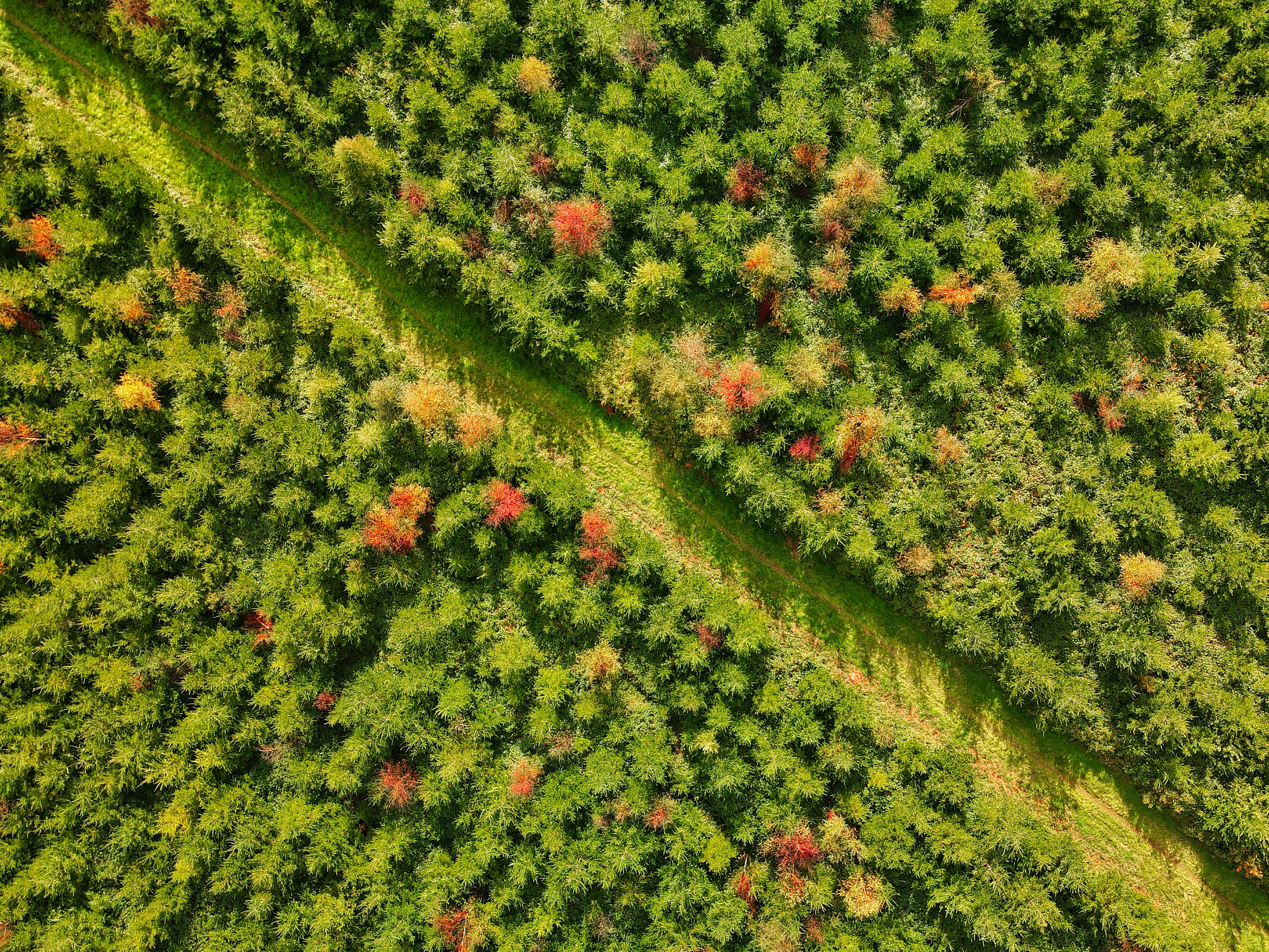 Aerial View of Green Trees · Free Stock Photo