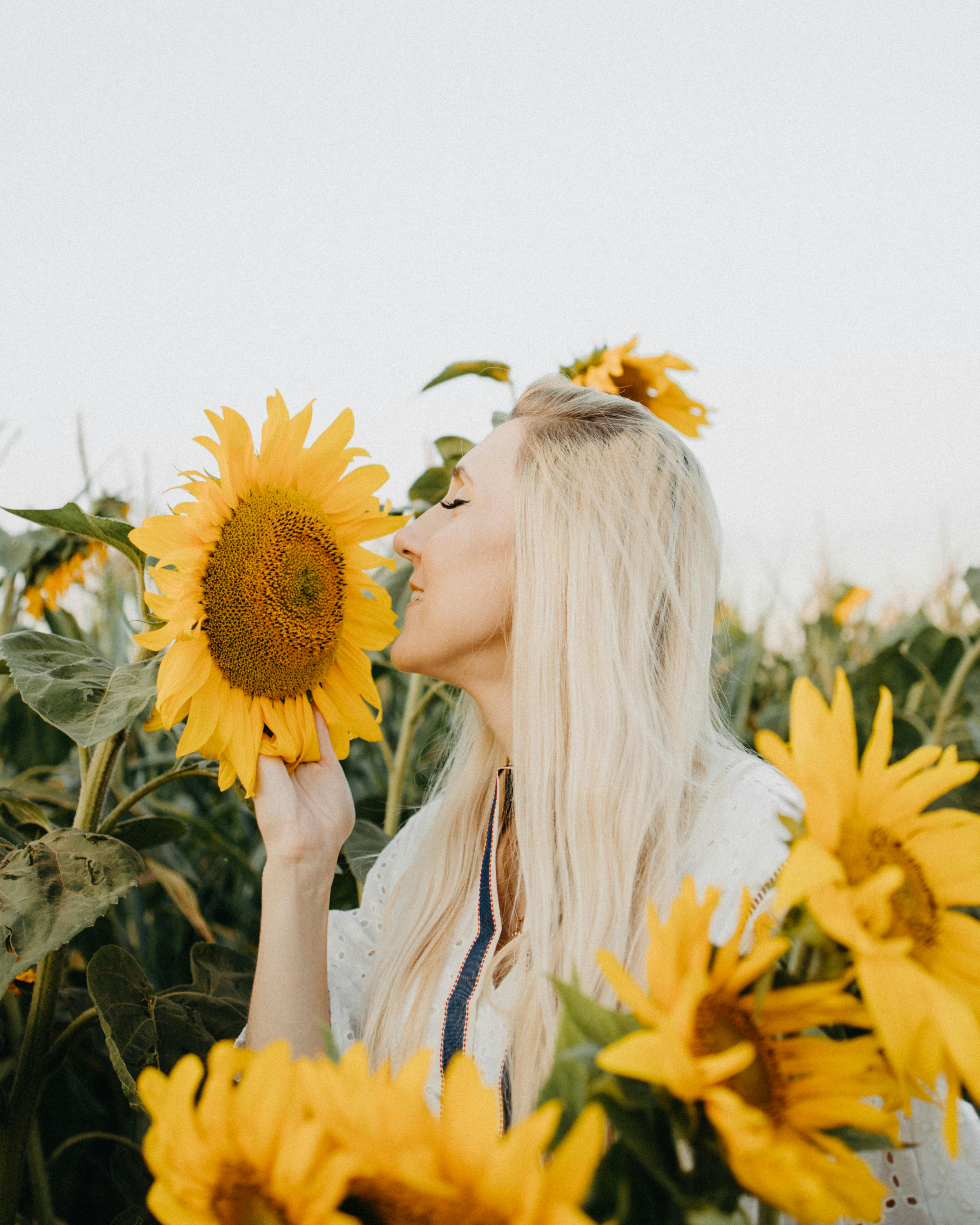 10,000+ Best 4k Sunflower Photos · 100% Free Download · Pexels Stock Photos