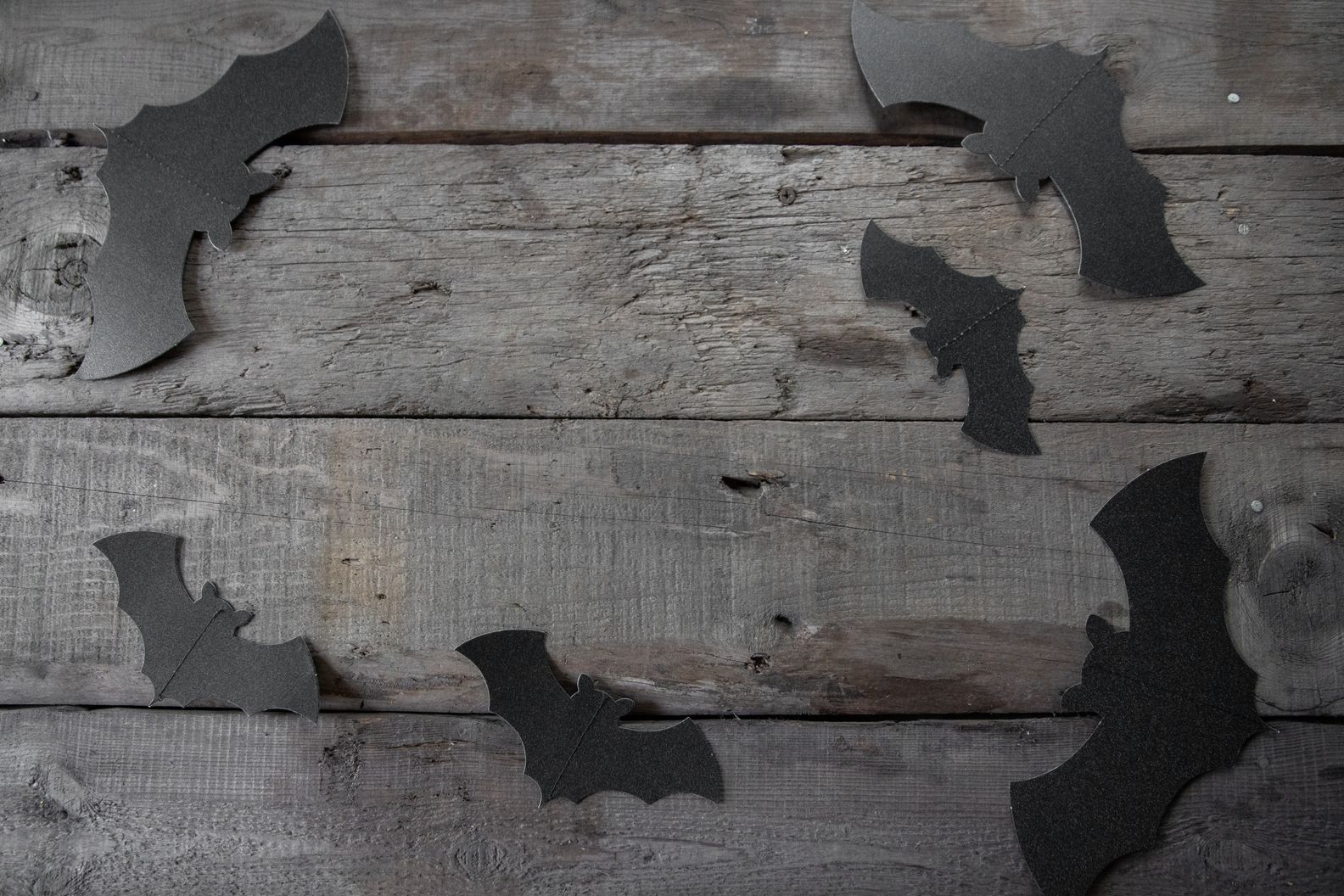 Do Bats Attack Dogs? Facts and What You Need to Know