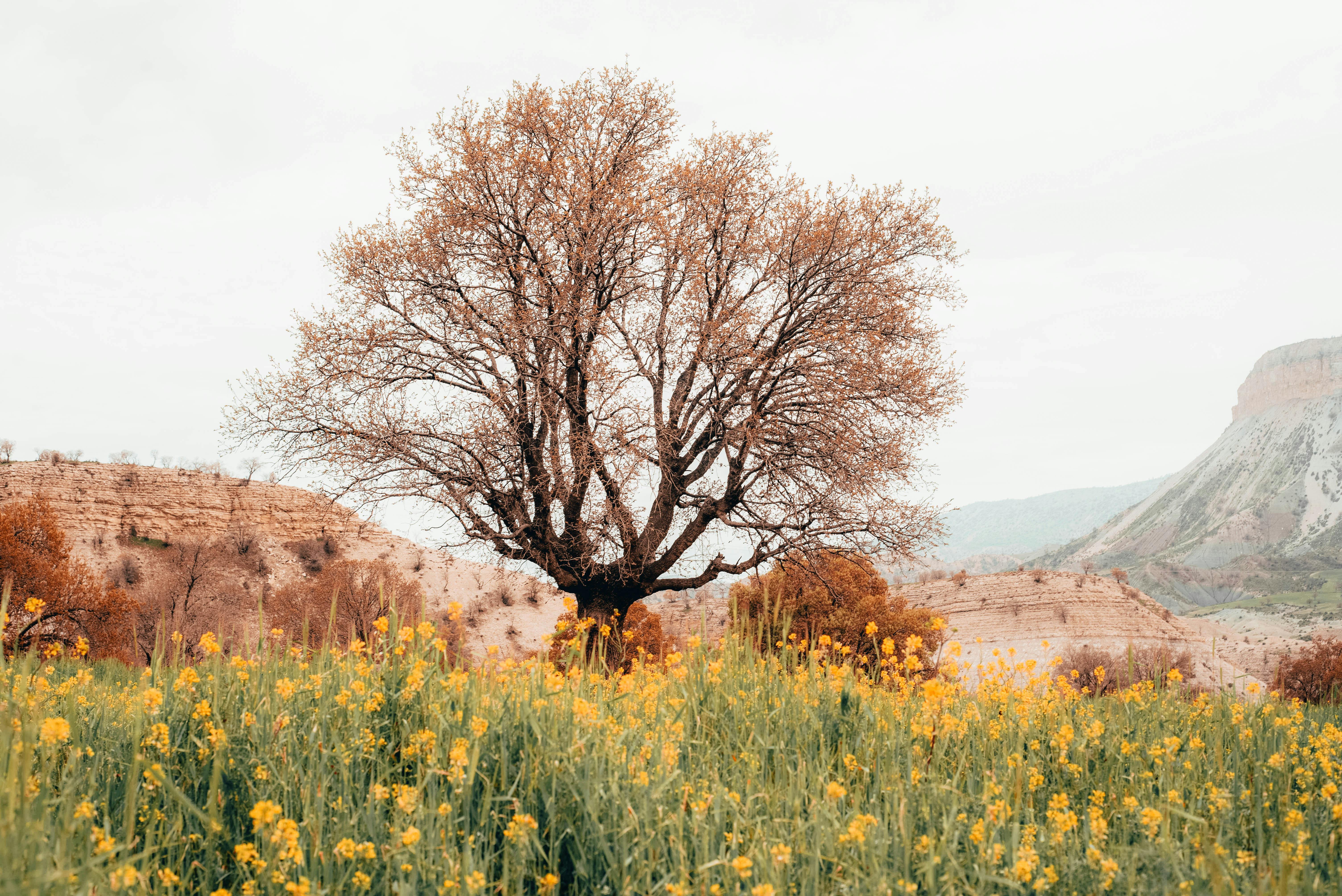 Brown Bare Tree in the Nature · Free Stock Photo