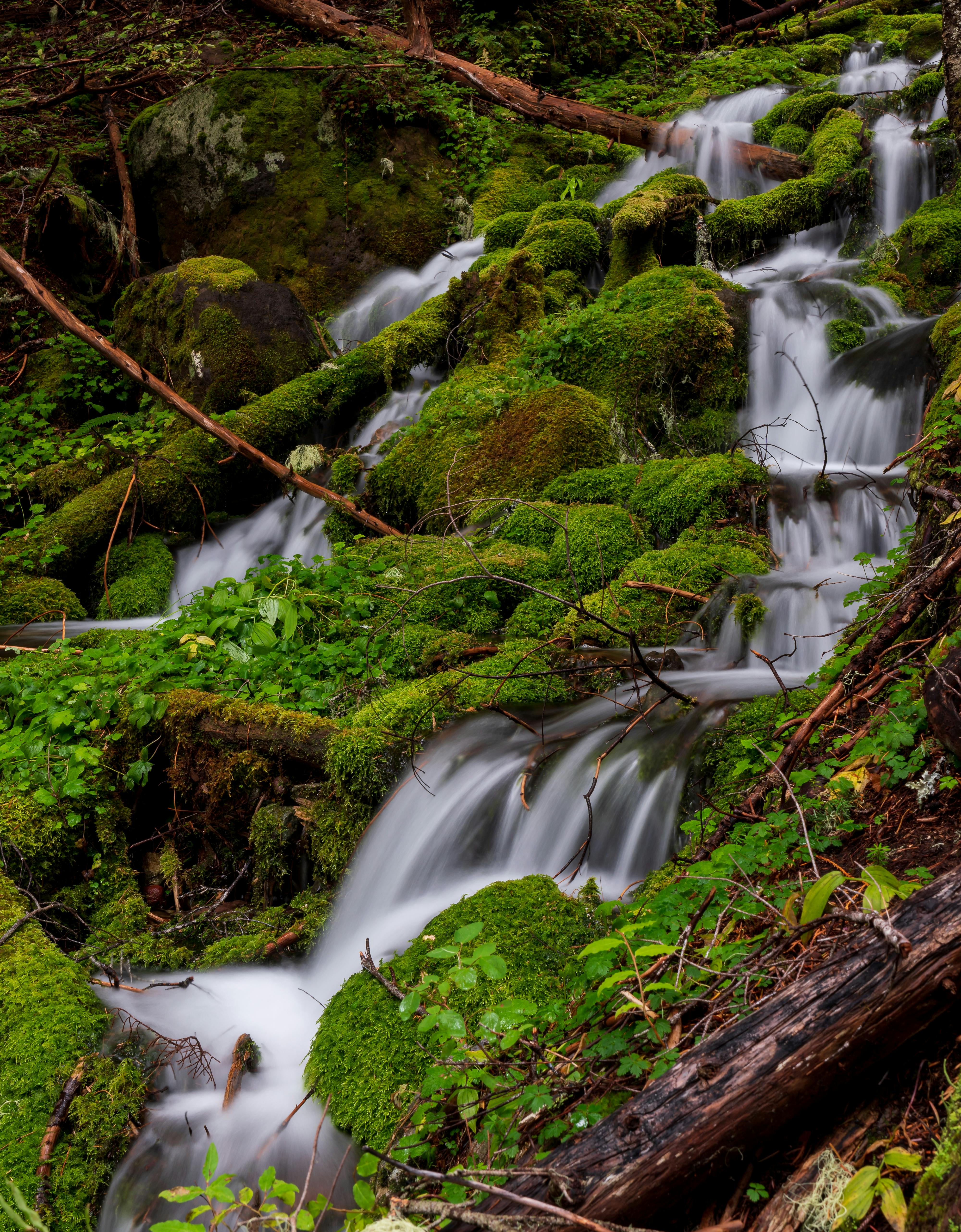 Waterfalls in the Forest Creek · Free Stock Photo