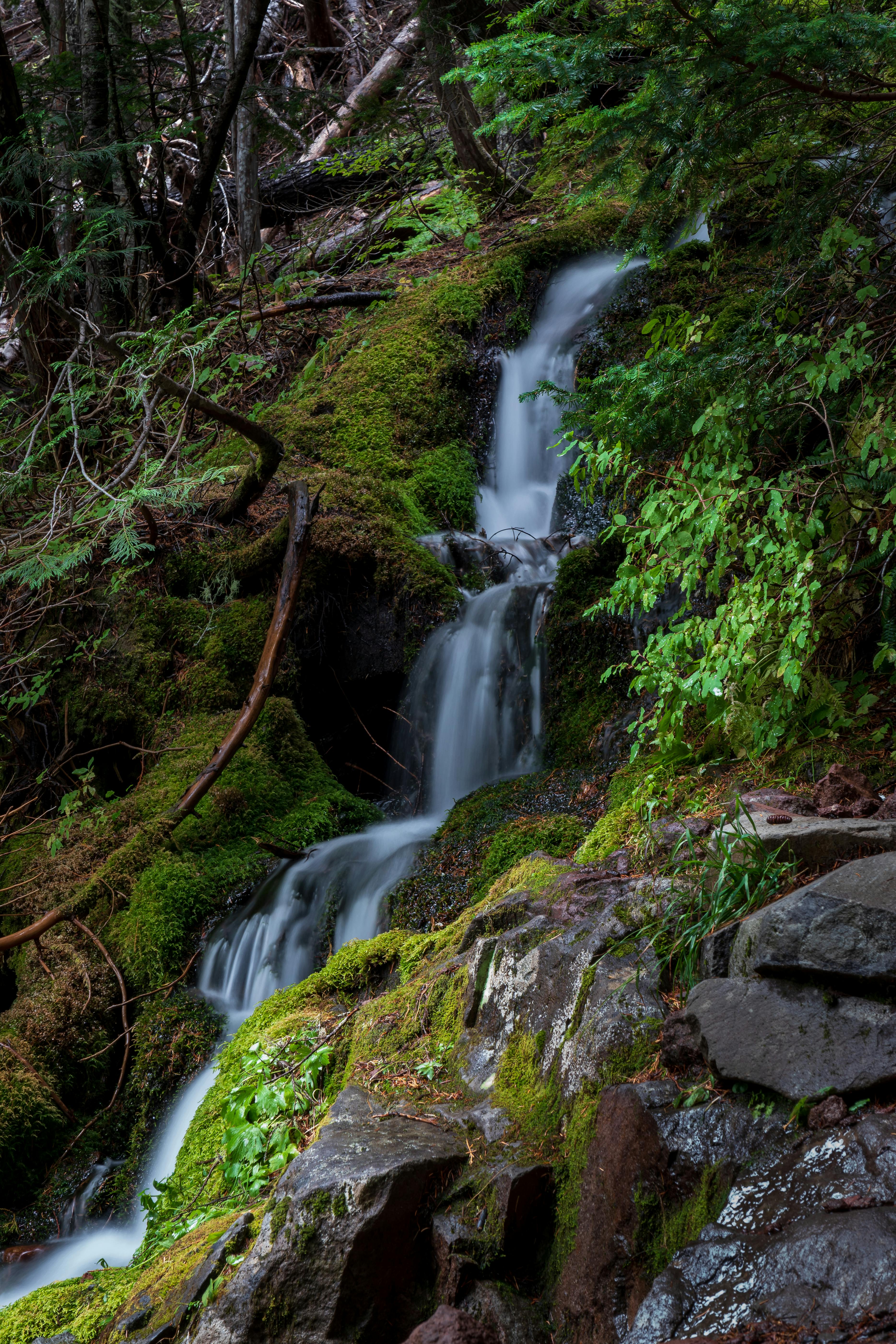 Old bough · Free Stock Photo