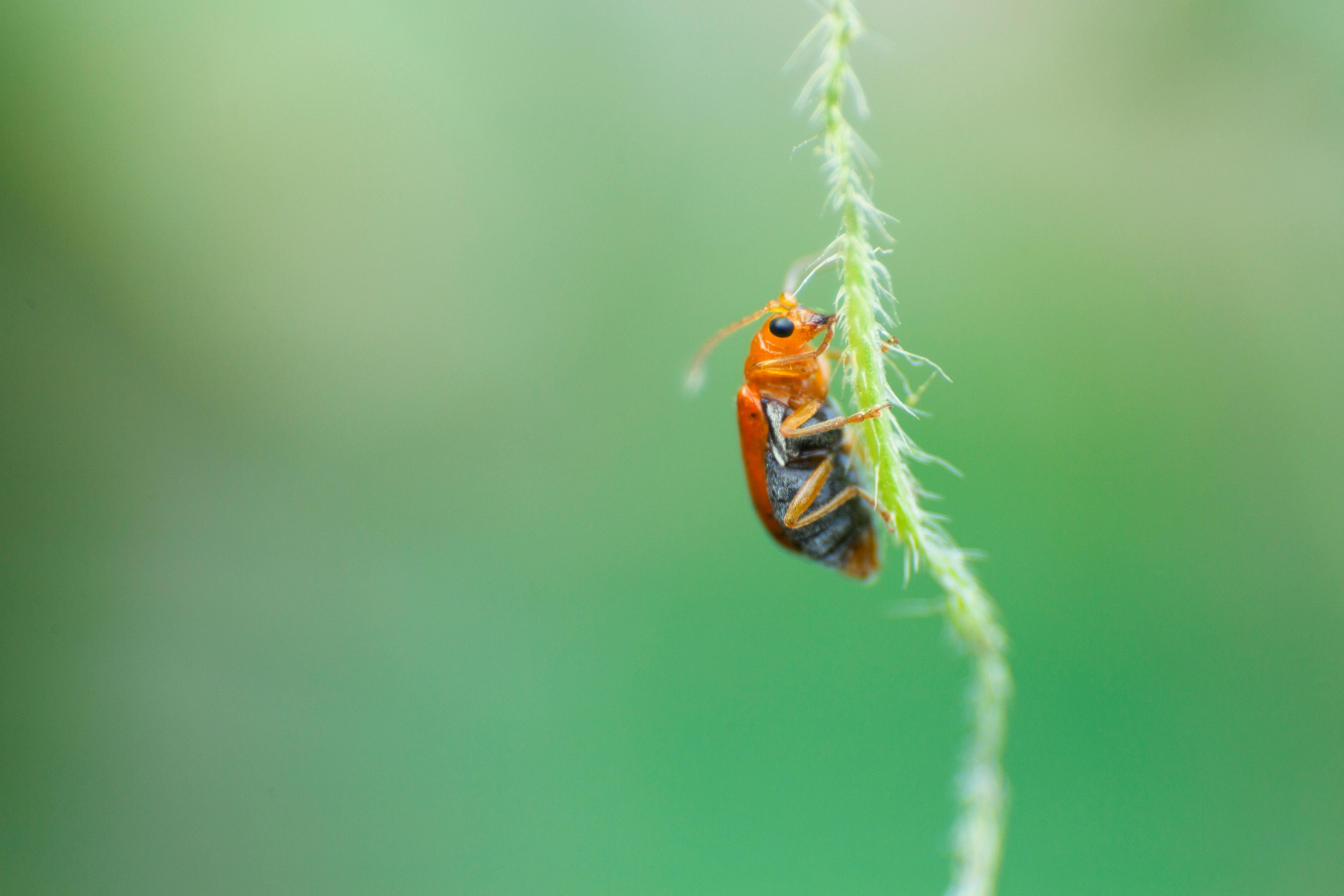 Desktop Wallpaper Bug Photos, Download The BEST Free Desktop Wallpaper ...