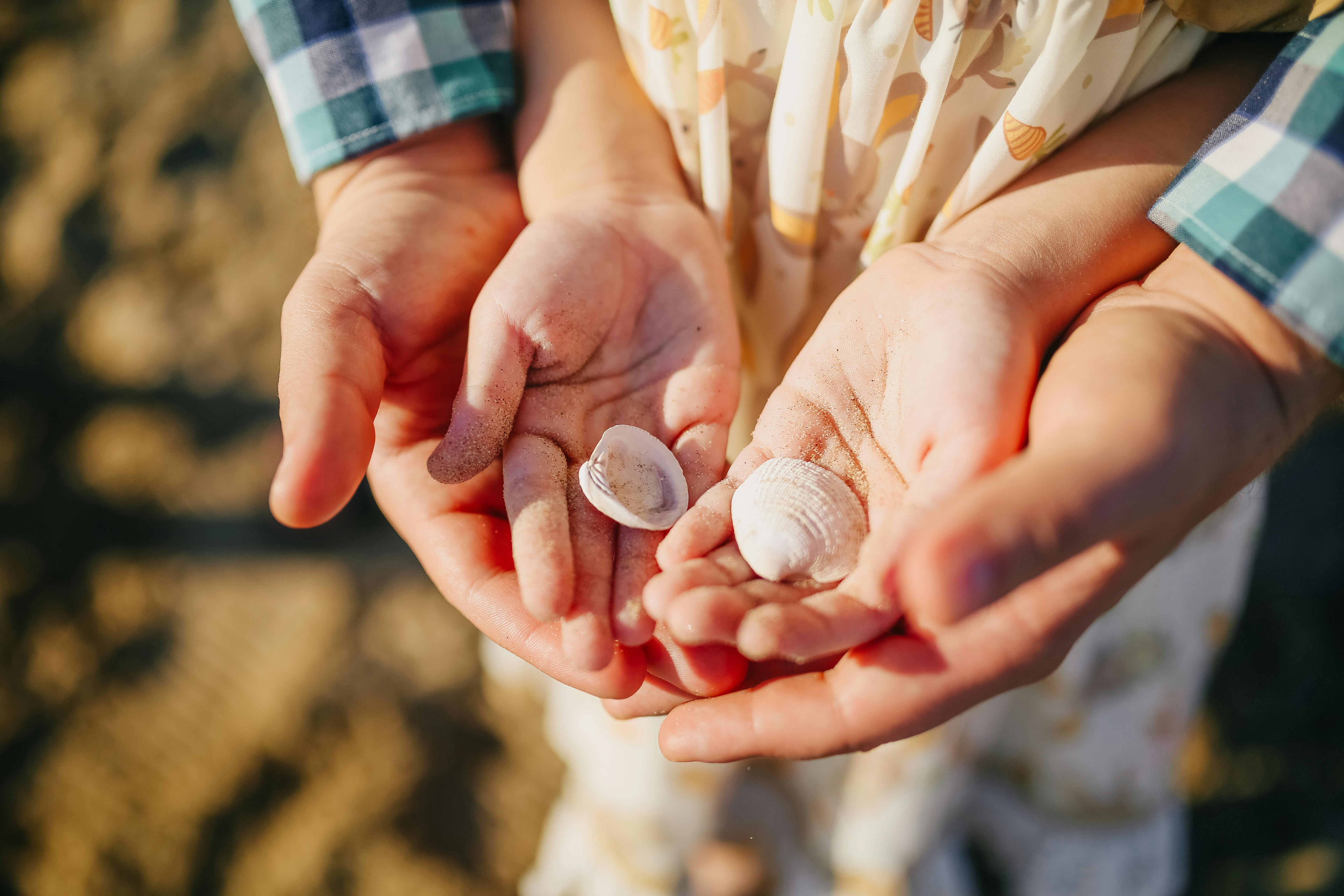 Collecting Sea Shells on the Beach · Free Stock Photo