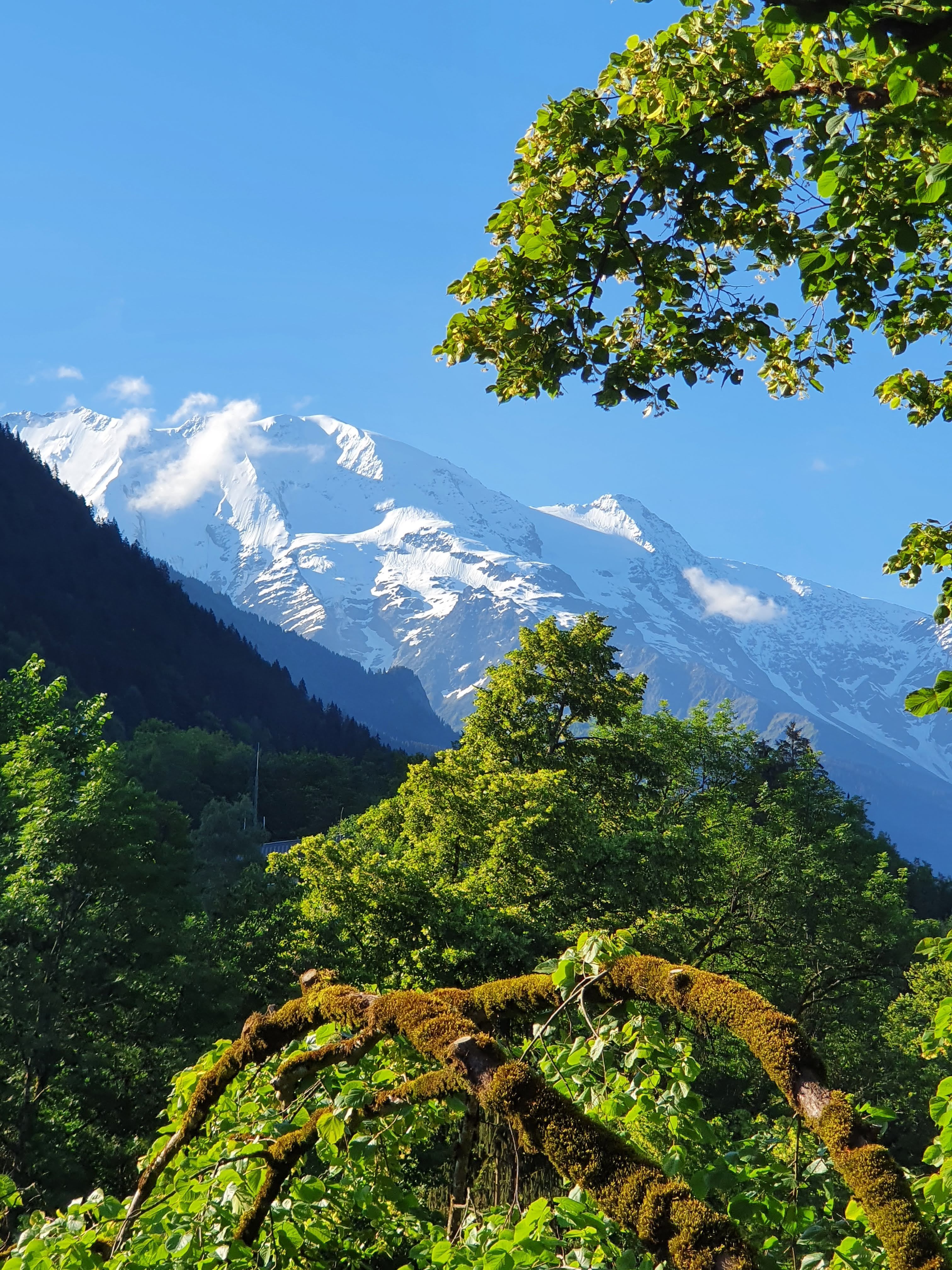 Green Trees and Snow Covered Mountains · Free Stock Photo