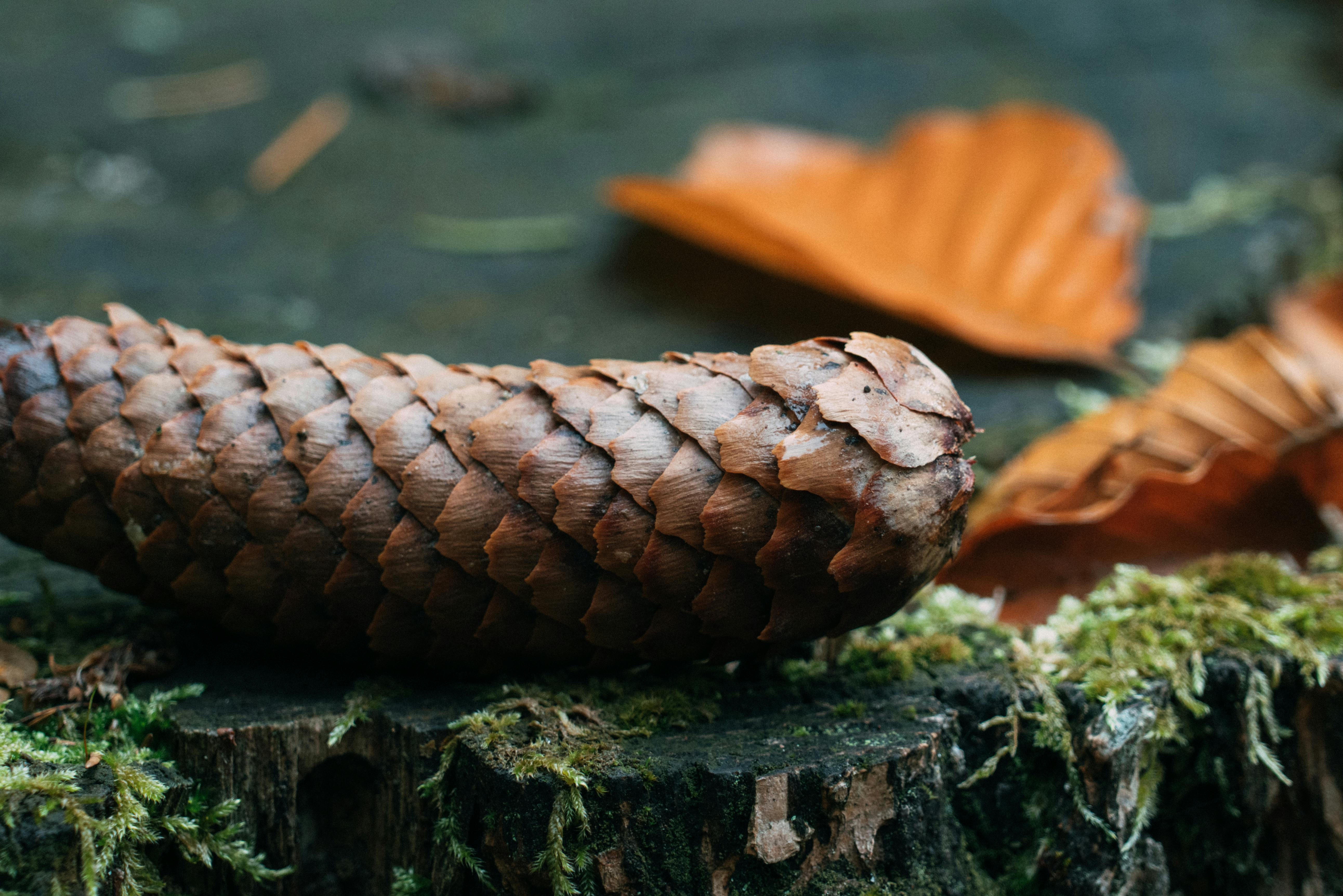 Stump Cone Photos, Download The BEST Free Stump Cone Stock Photos & HD ...