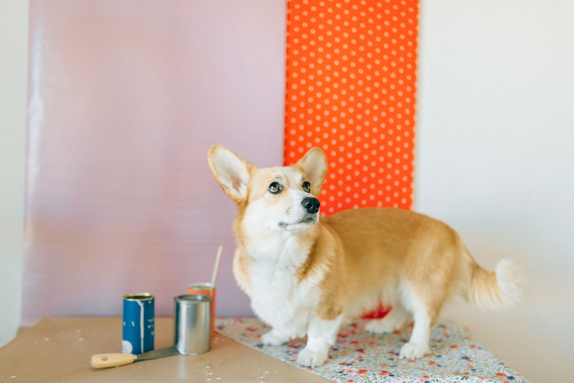 Discovering Orange Dogs Breeds: Perfect Pets for You