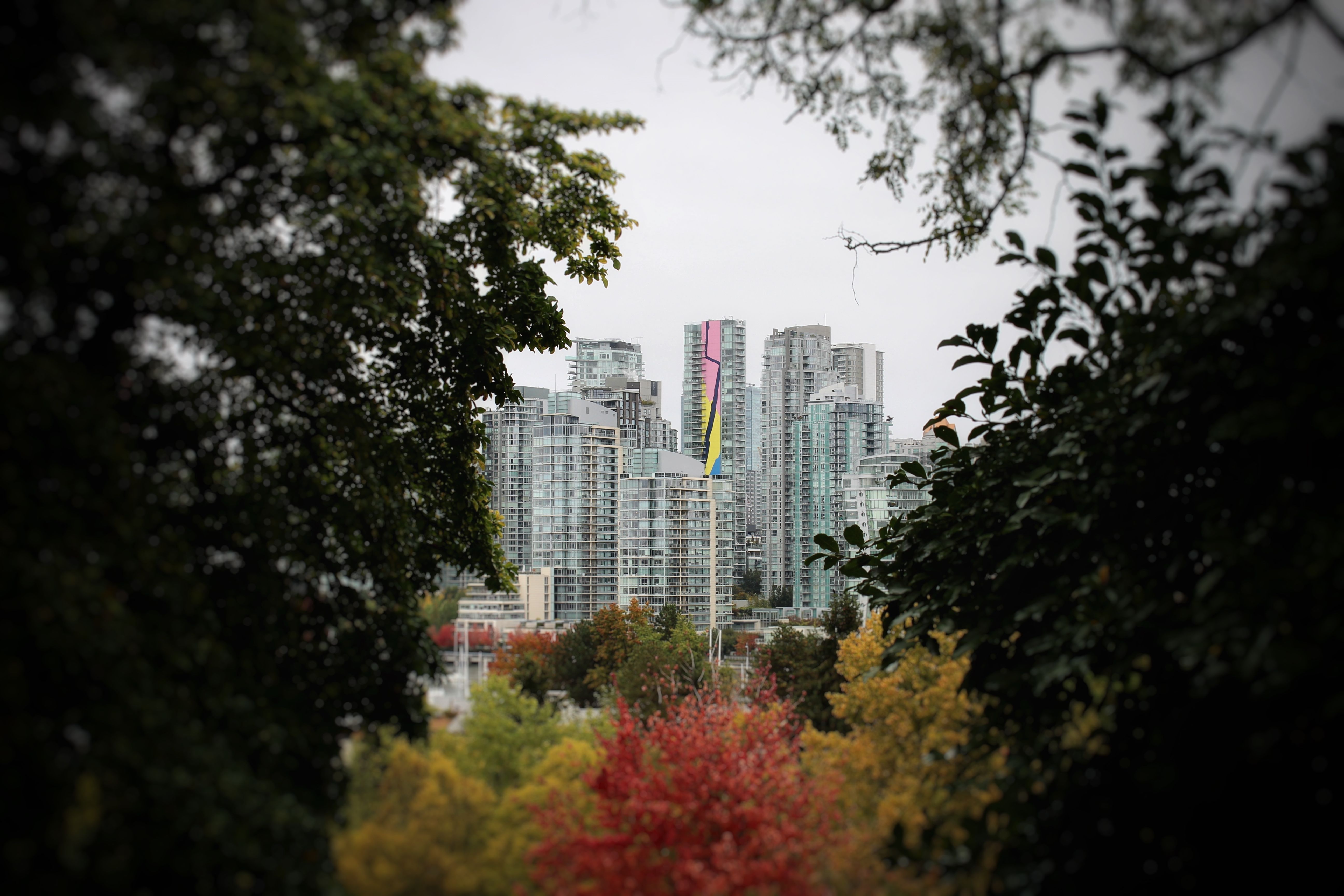 Trees Near High Rise Buildings · Free Stock Photo