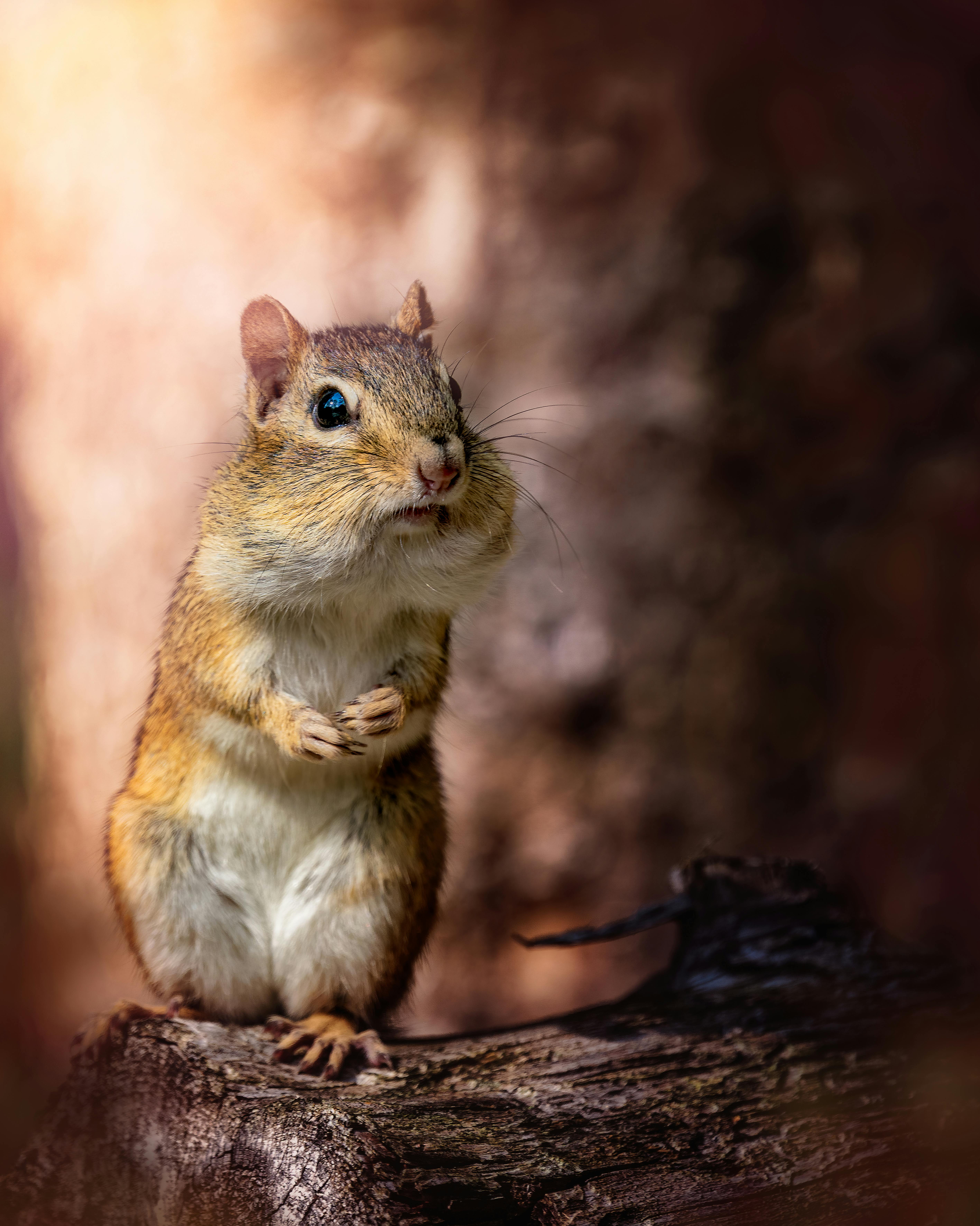 Fluffy brown chipmunk standing on hind legs against blurred tree · Free ...