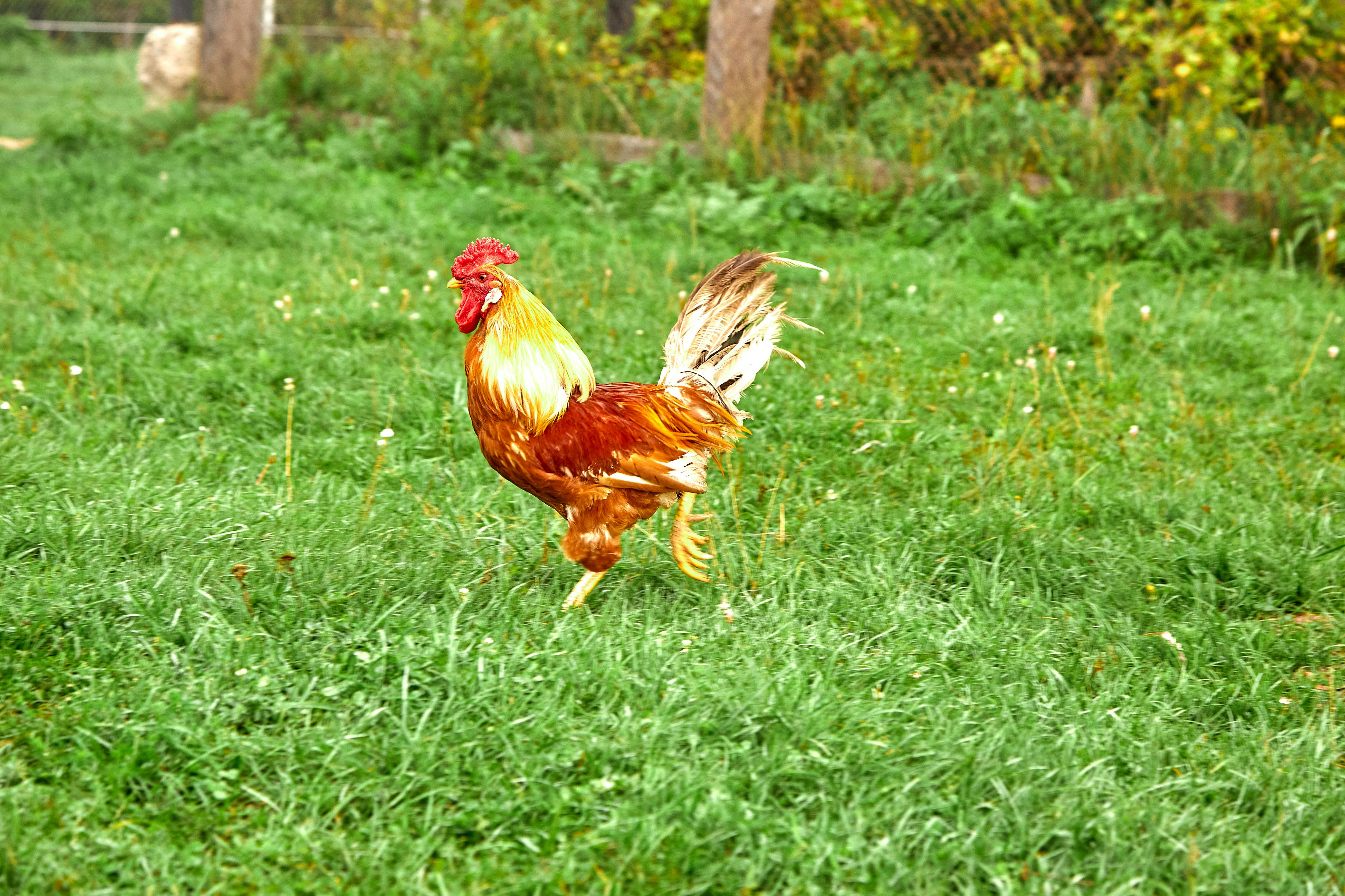 Close-Up Shot of a Rooster Walking on the Grass · Free Stock Photo