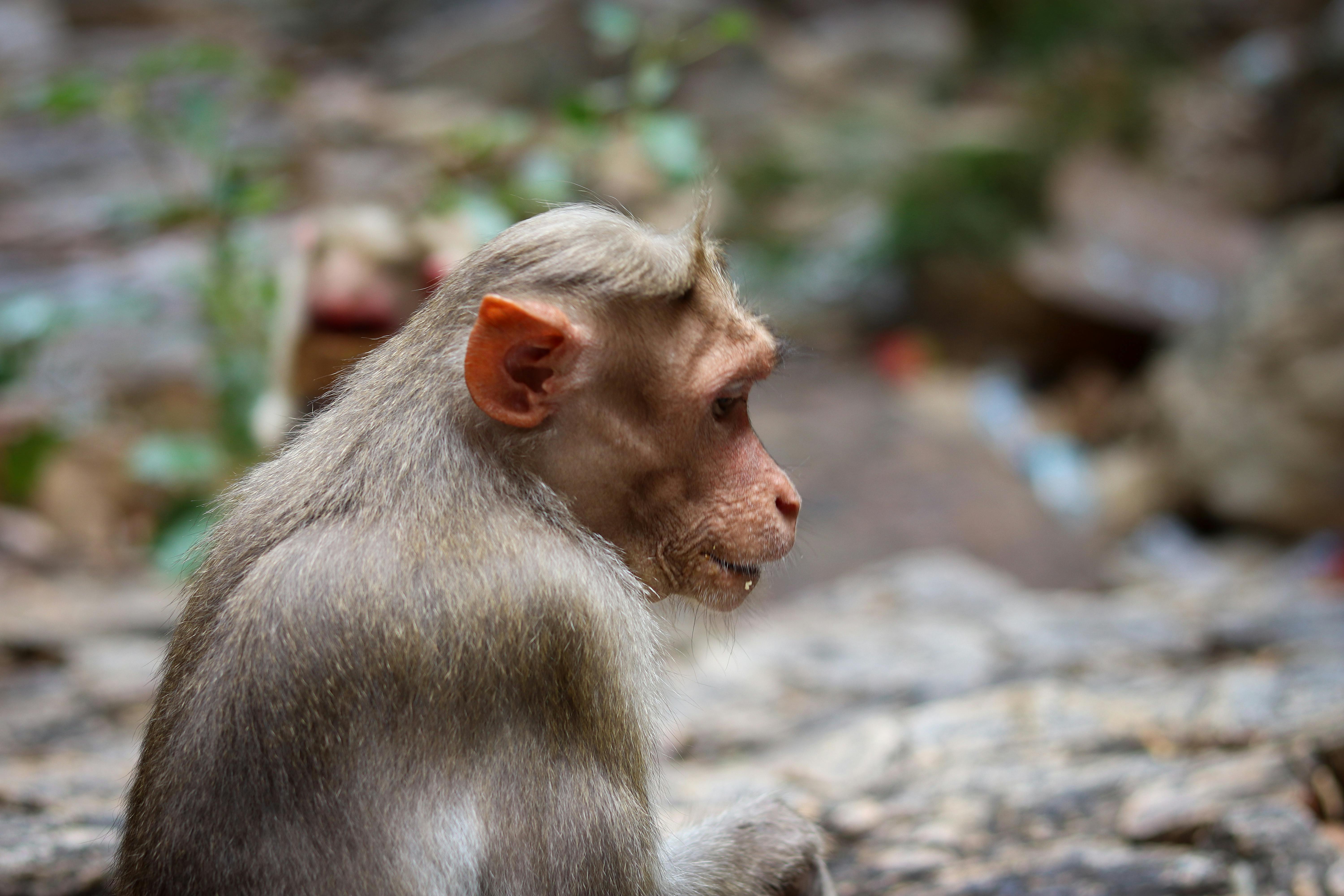 Close-Up Shot of a Monkey · Free Stock Photo