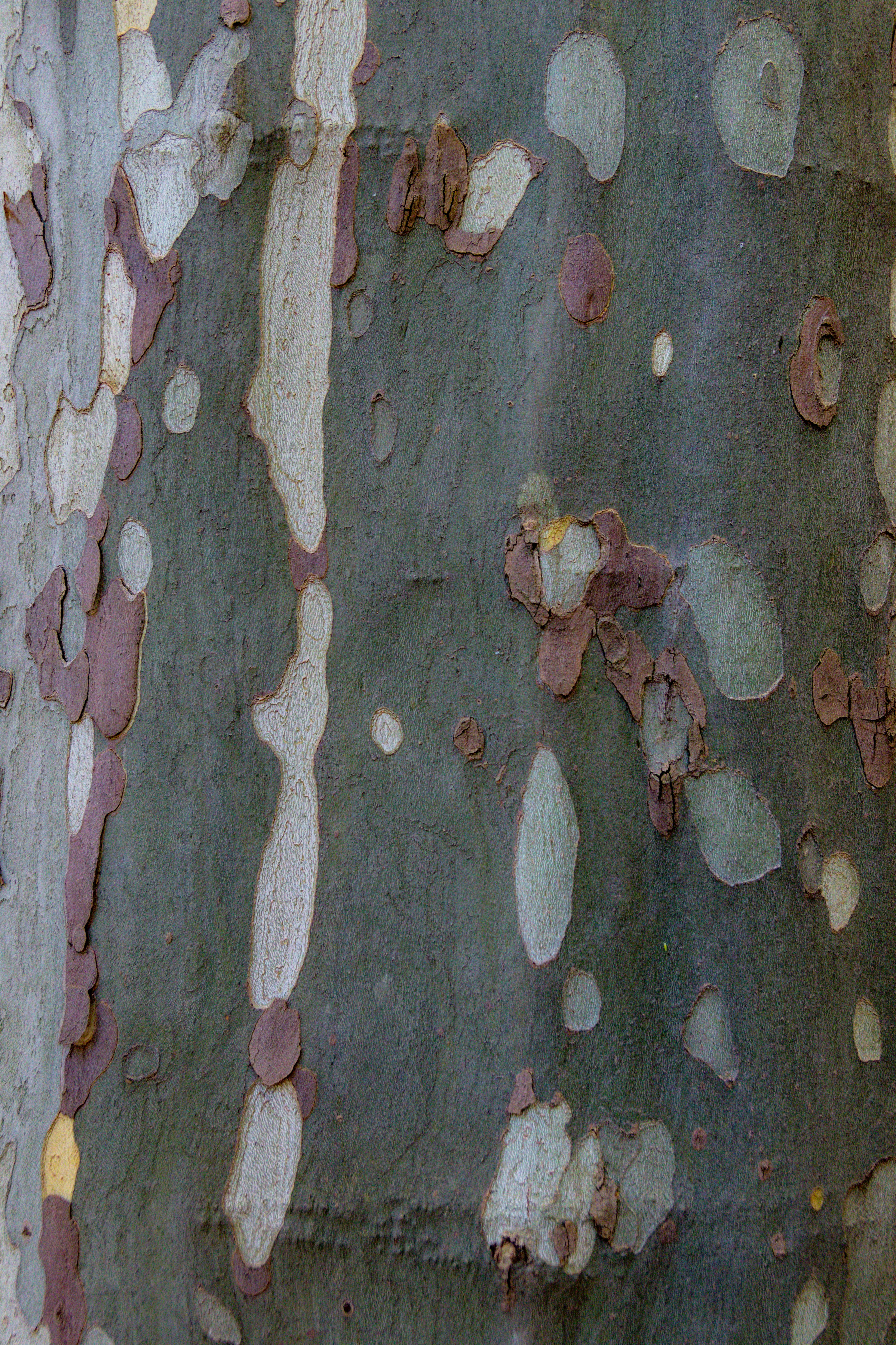 Peel Tree Photos, Download The BEST Free Peel Tree Stock Photos & HD Images