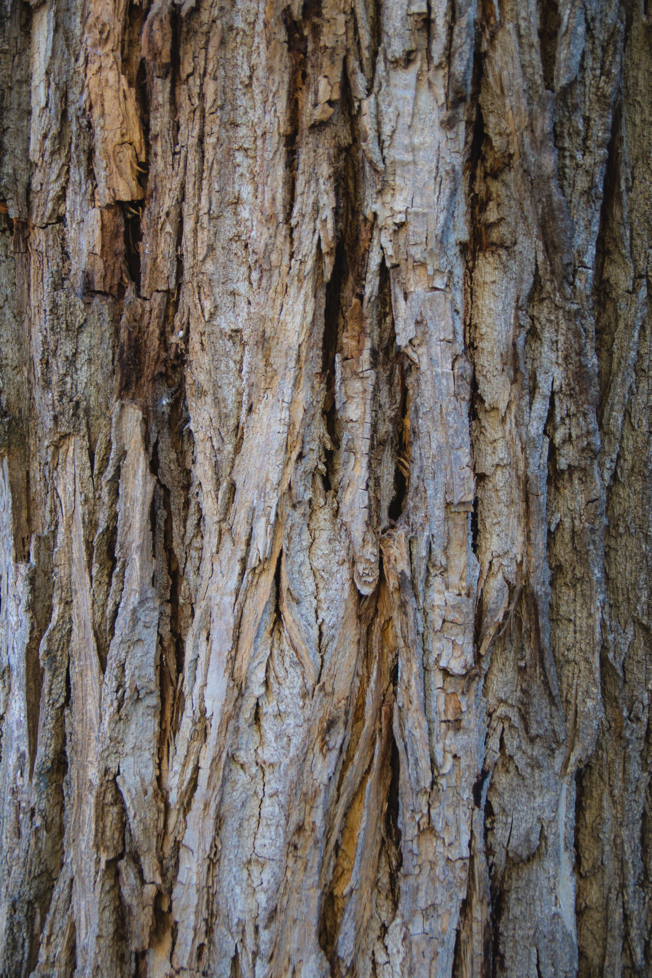 Close-Up View Of A Tree Bark · Free Stock Photo