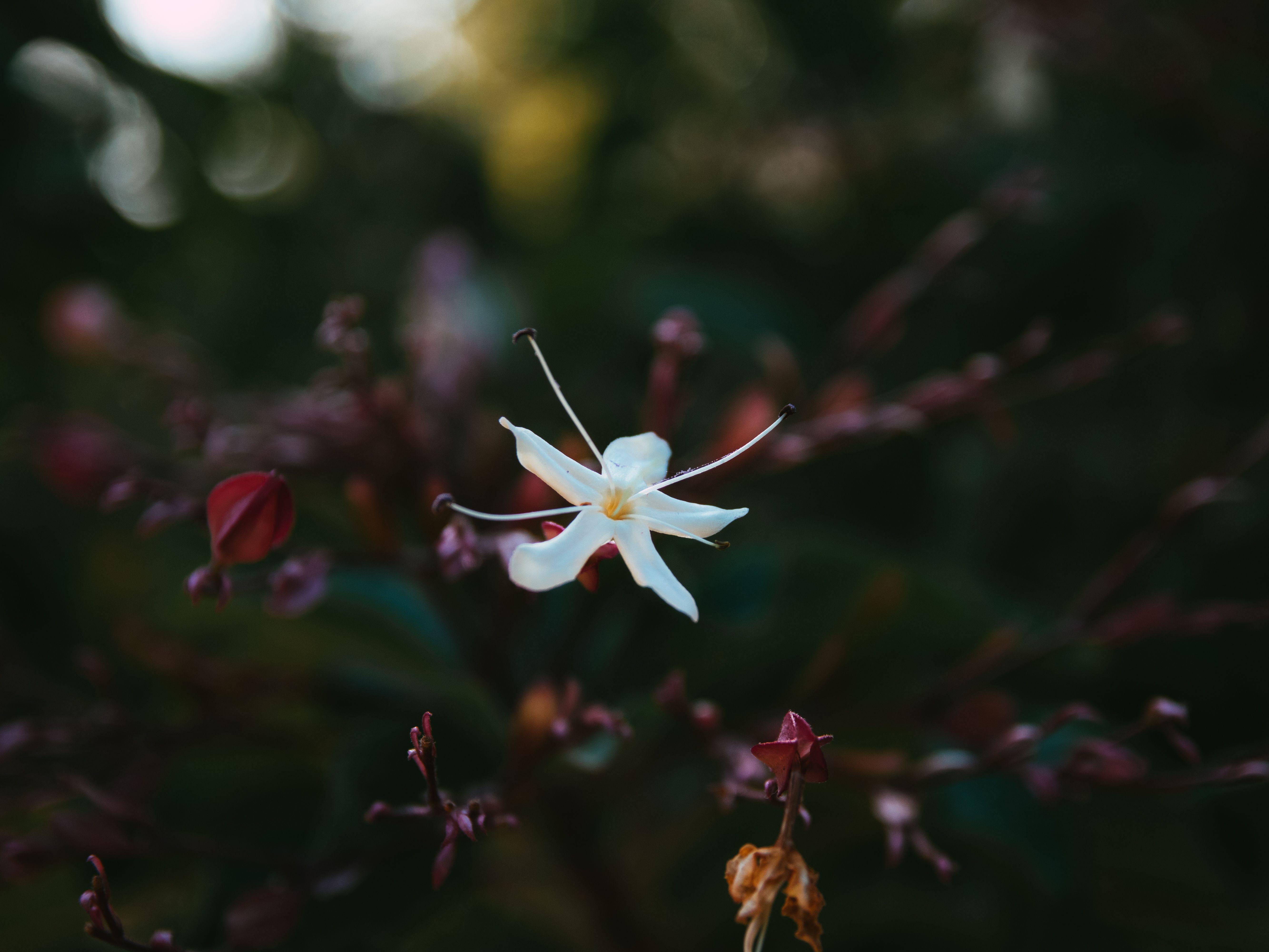 Close Up of a Flower · Free Stock Photo