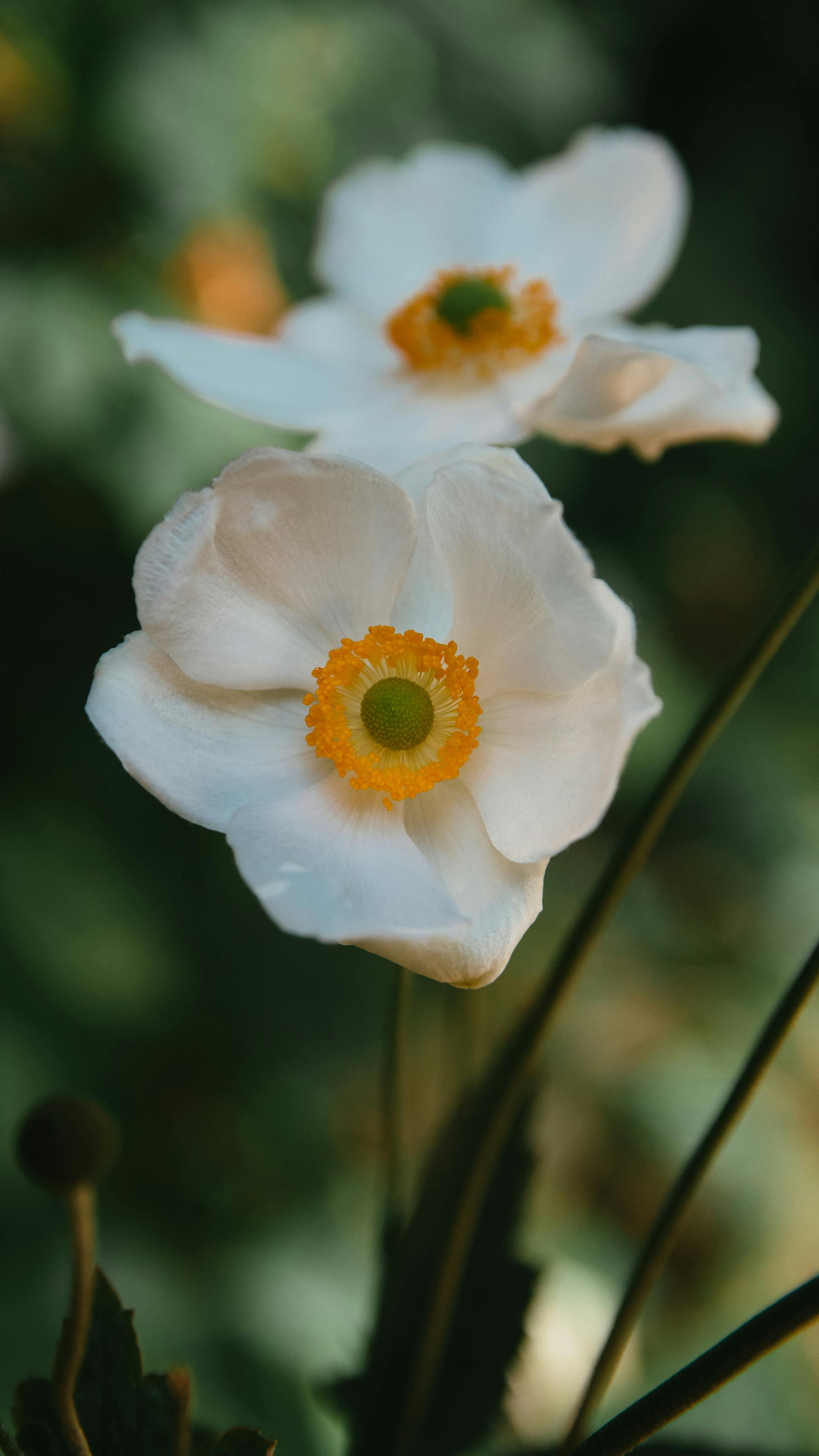 Close Up of a Flower · Free Stock Photo