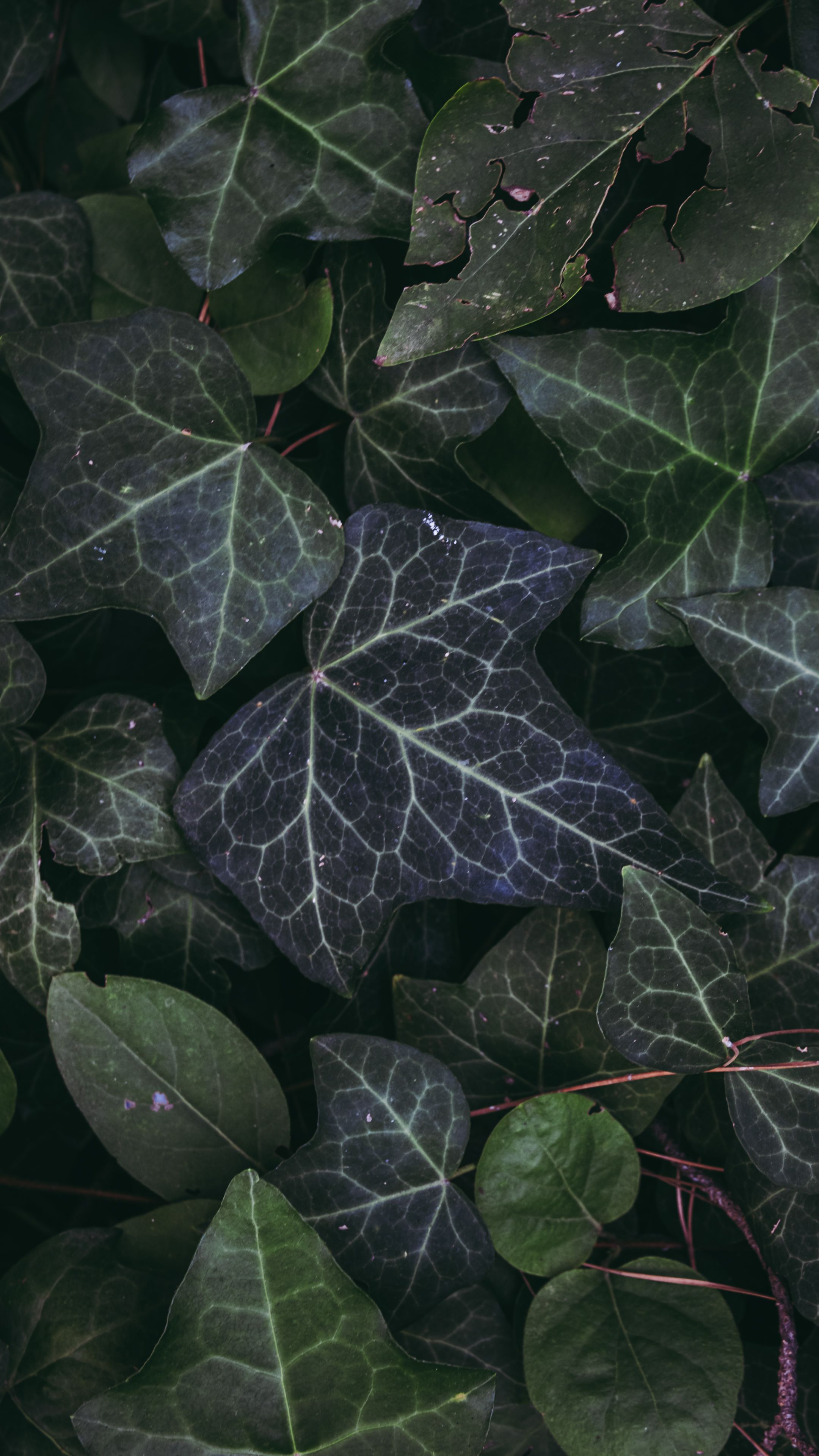 A Clinging Plant on a Tree Bark · Free Stock Photo