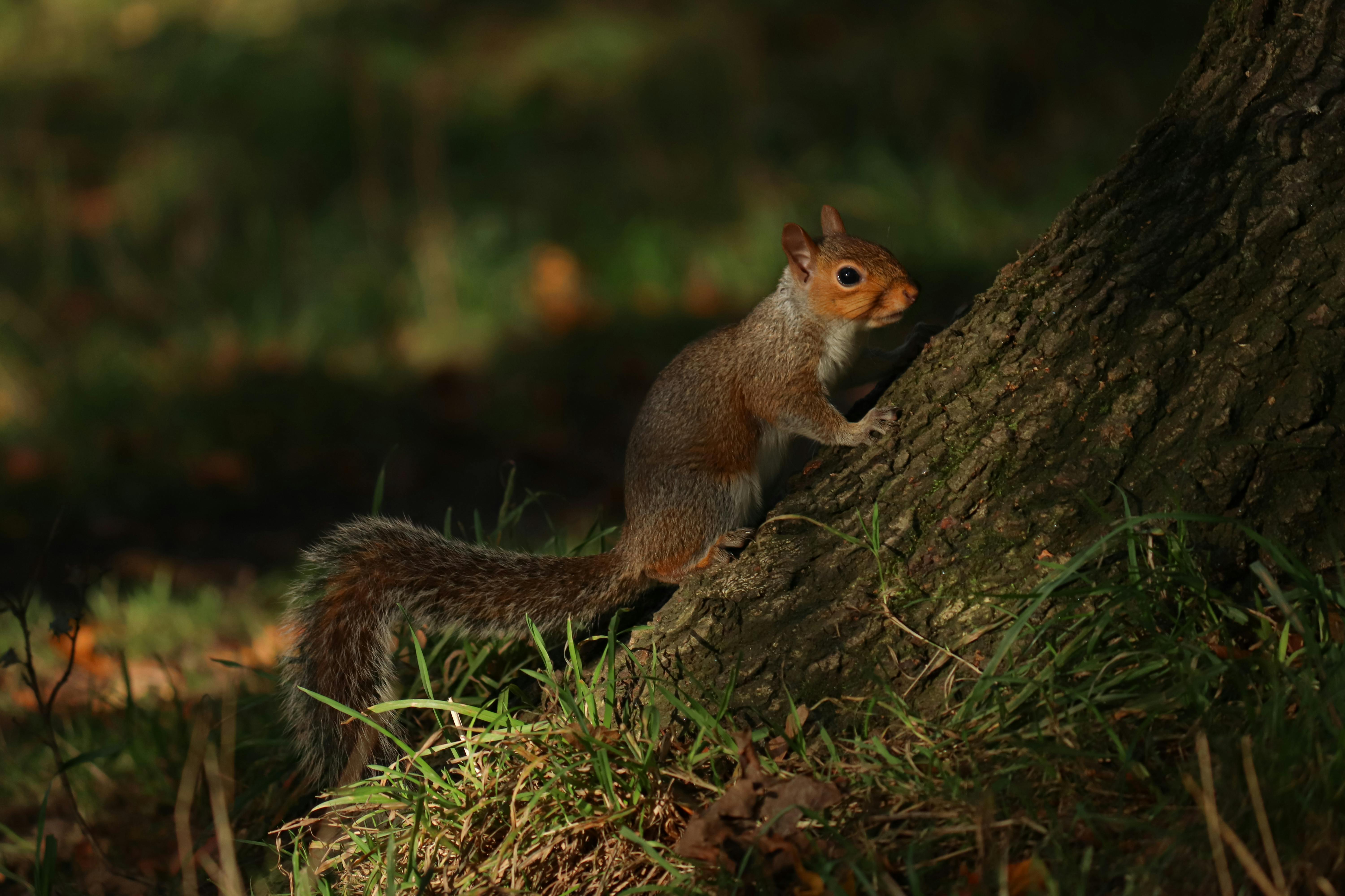 Apomys Rodent Genus: A Simple Guide to Understanding It