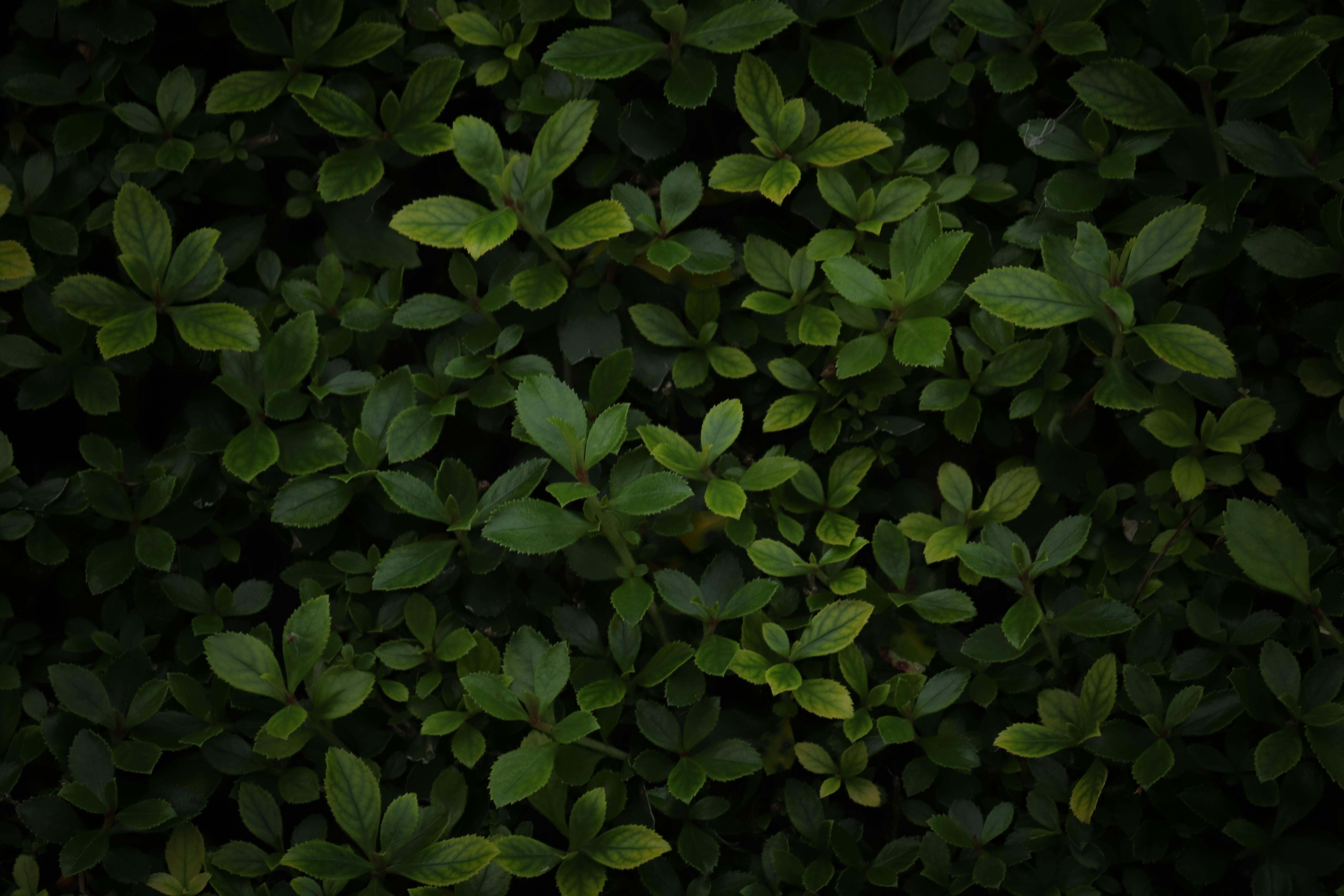 Leaves of fresh plant at daylight · Free Stock Photo