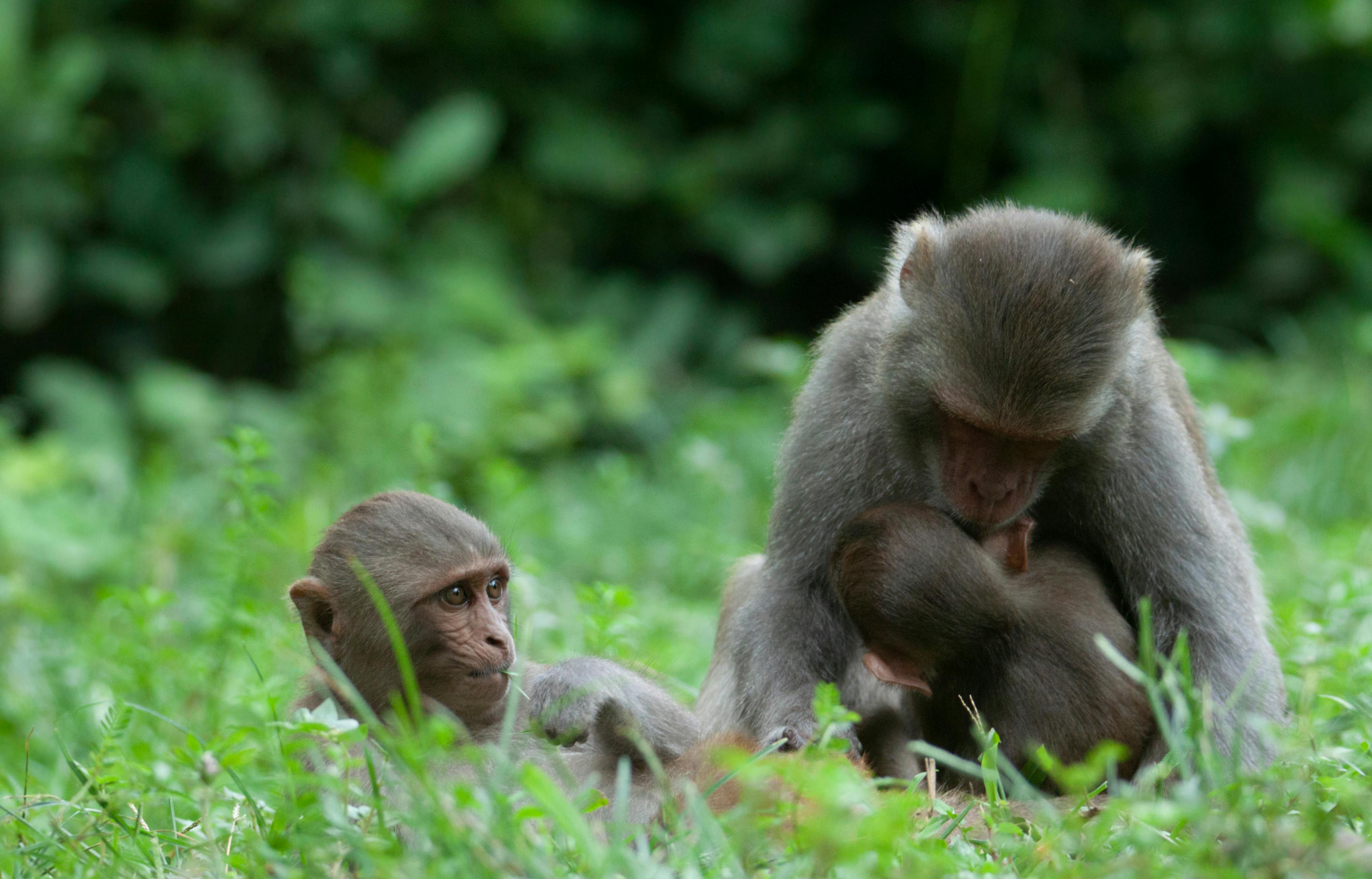 Monkey Family Of Bangladesh 2 bilder og videoer samlet av Md Sajjad Hossain