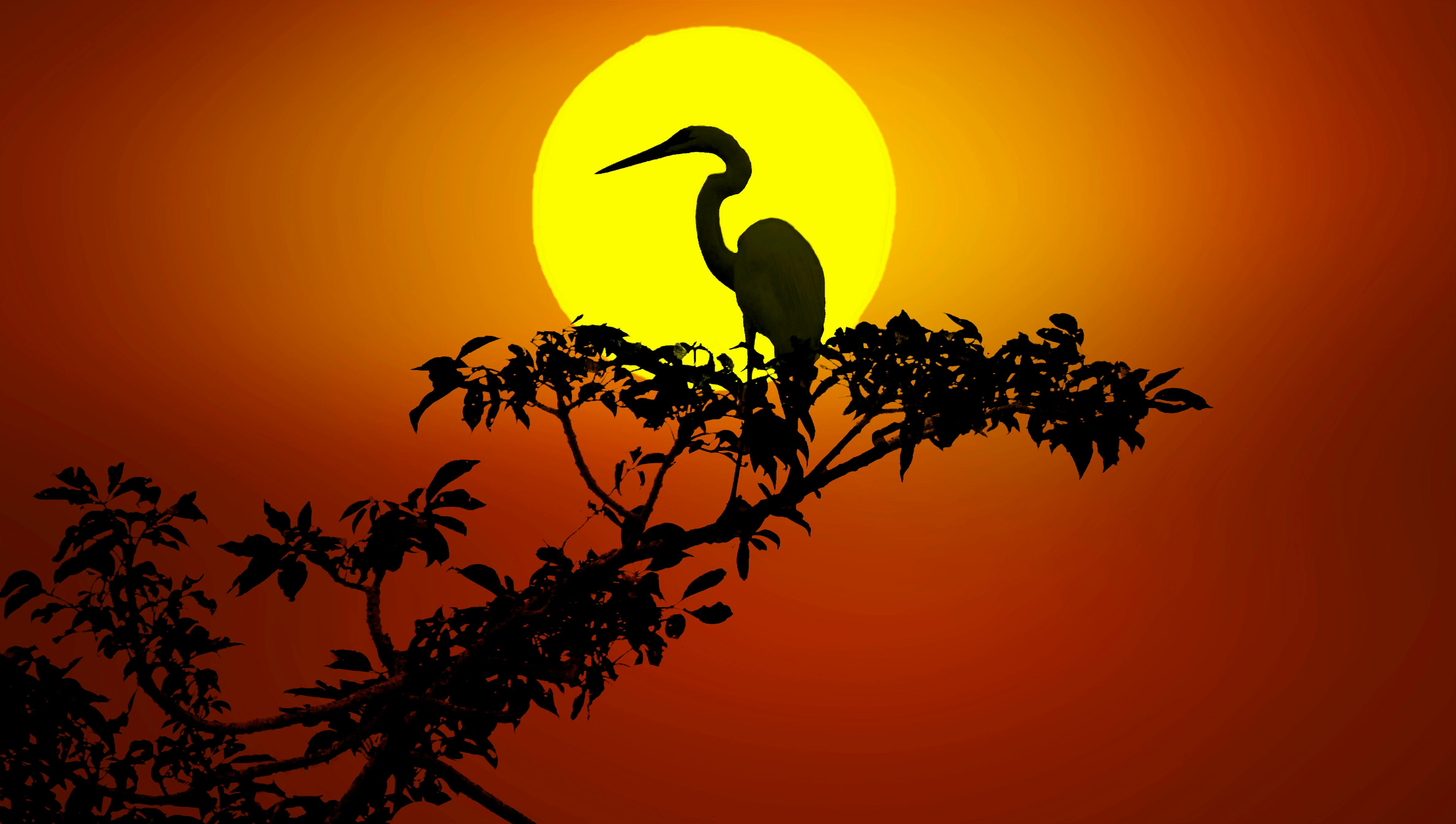 Md Sajjad Hossain · Photography