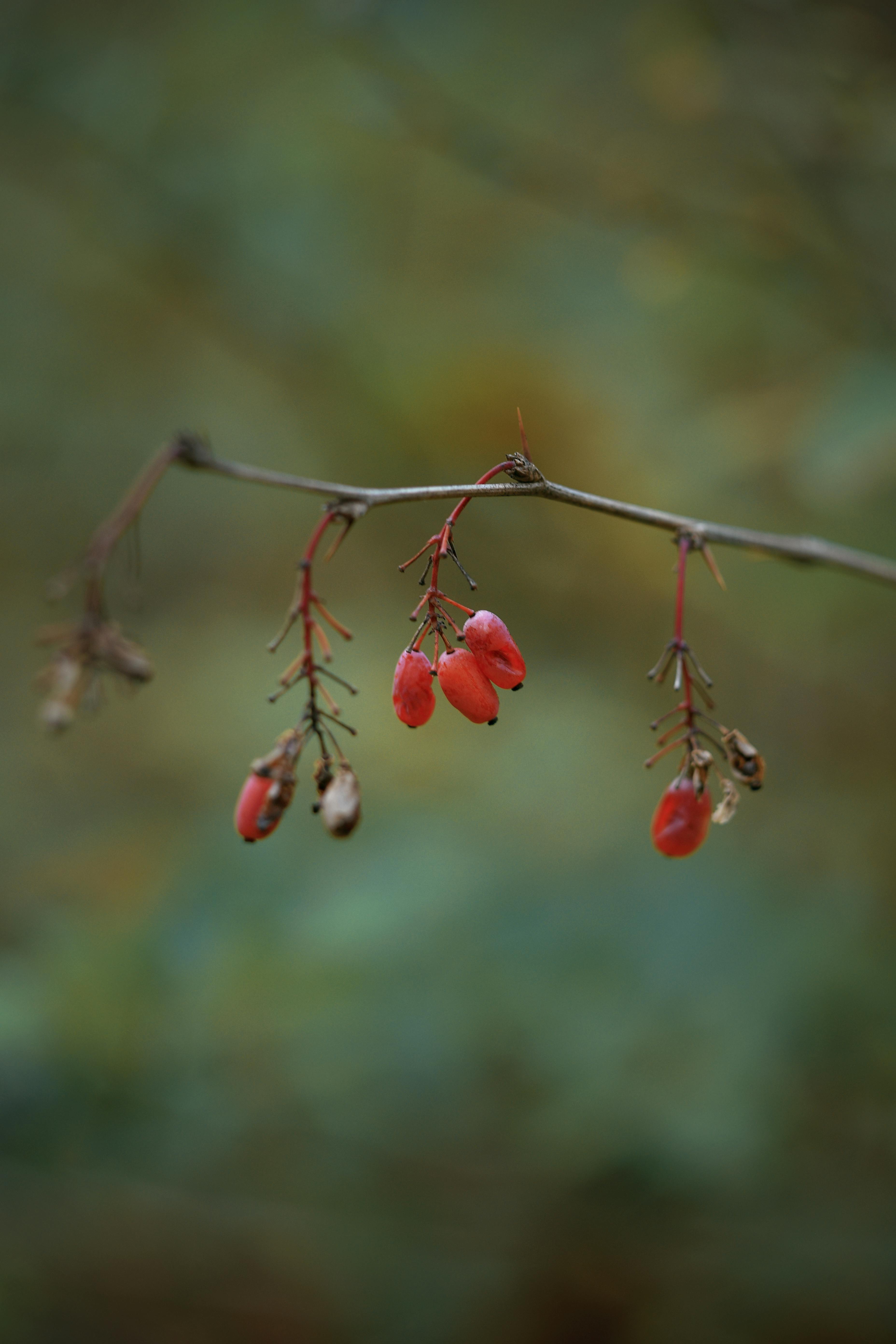 Bugloss Plant at Dawn · Free Stock Photo