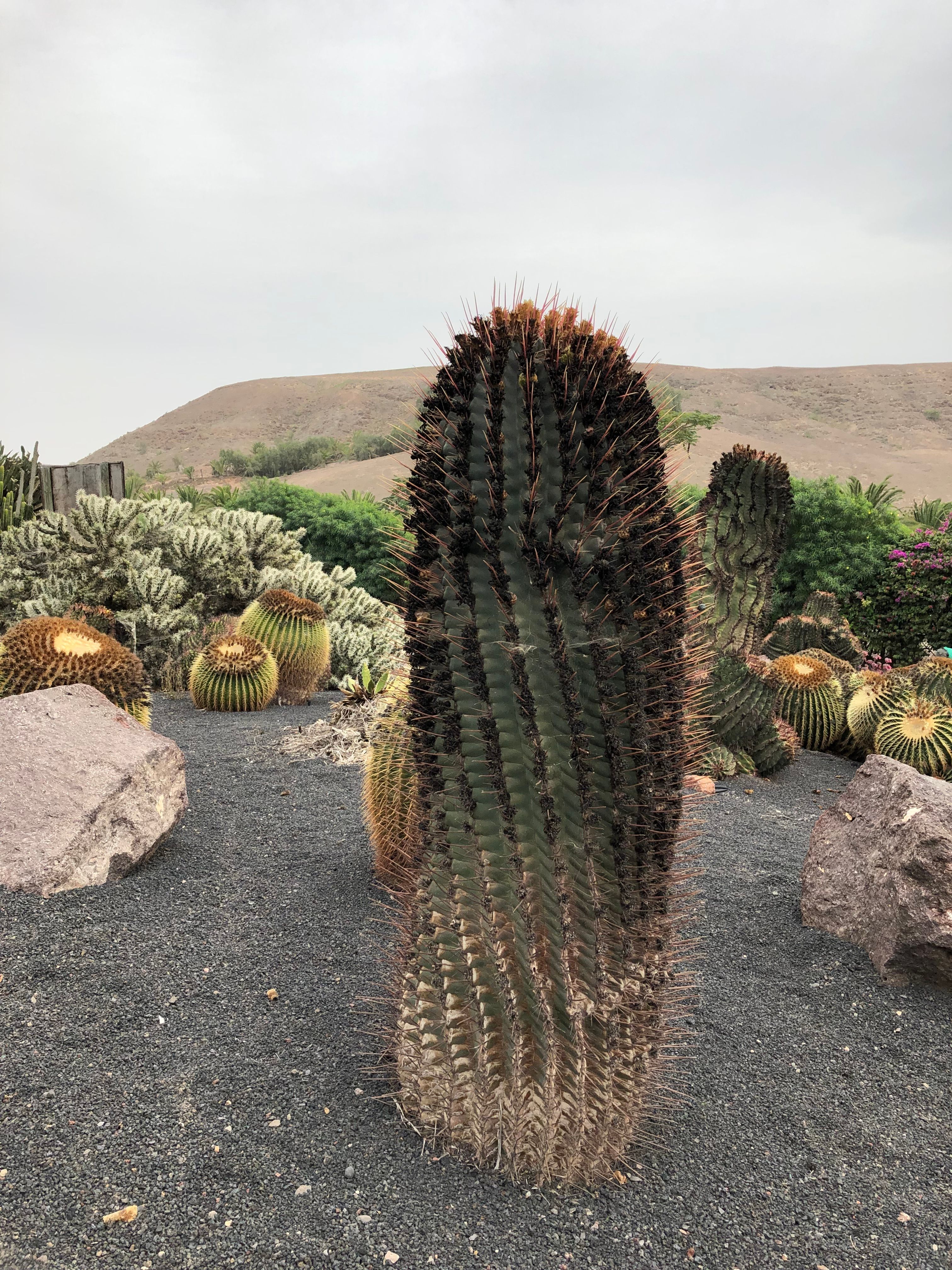 A Huge Branched Overgrown Cacti · Free Stock Photo